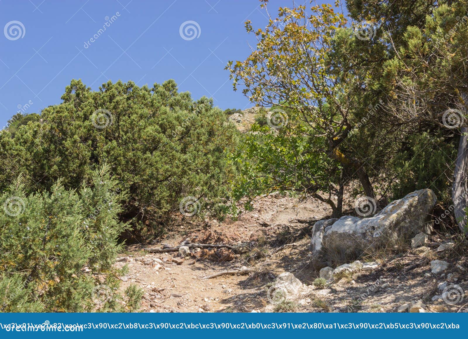 Crimean Mountain Forest on a Clear Sunny Day Stock Image - Image of ...