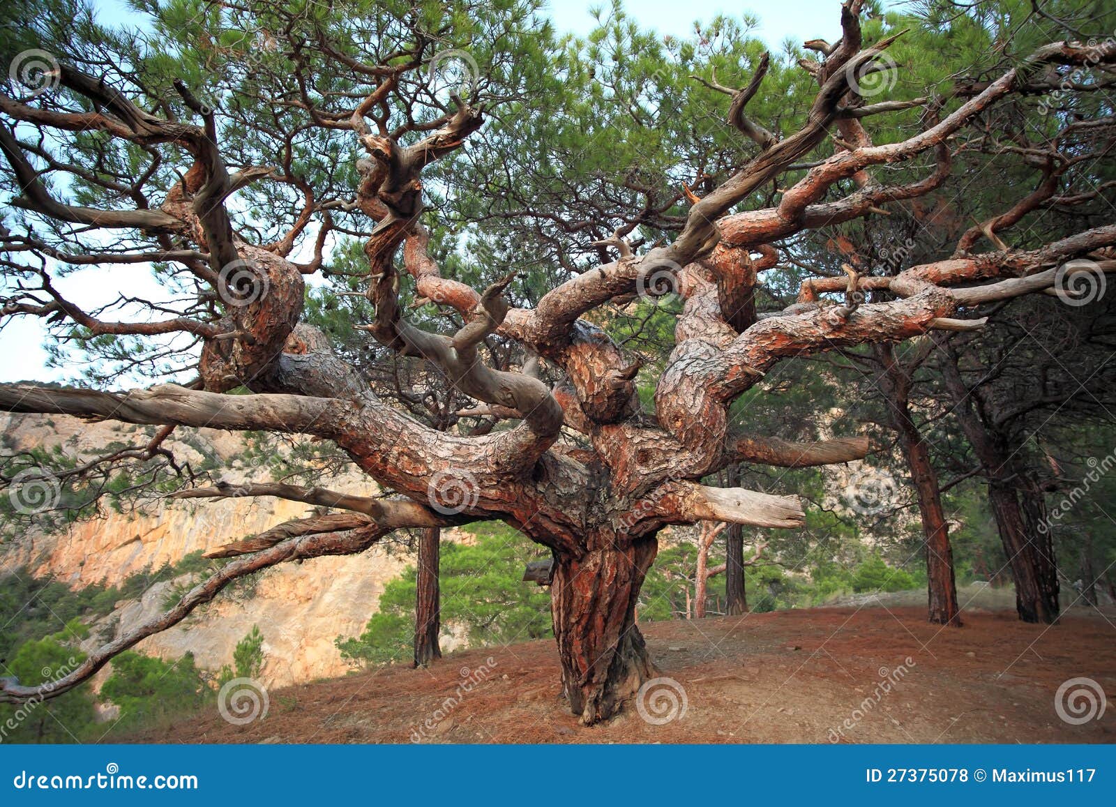 Crimean pine-tree. stock photo. Image of light, roots - 27375078