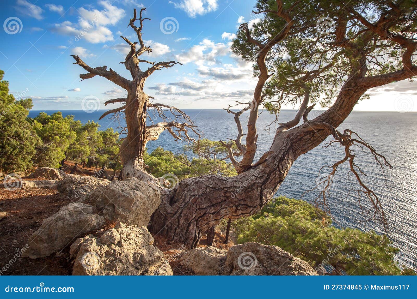 Crimean Pine-tree Over Sea Landscape Stock Image - Image of spring ...