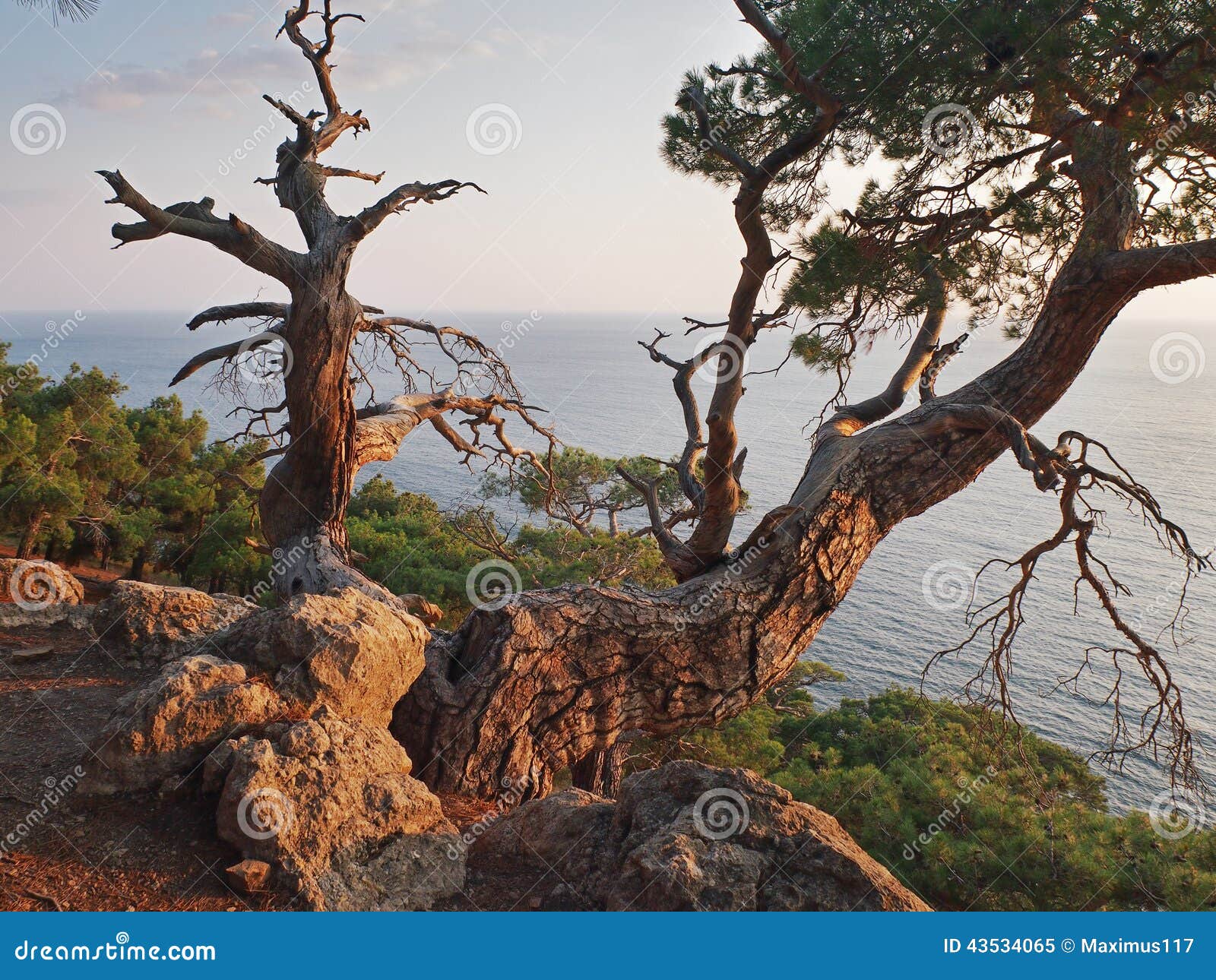Crimean Pine-tree Over Sea Landscape Stock Image - Image of park, light ...
