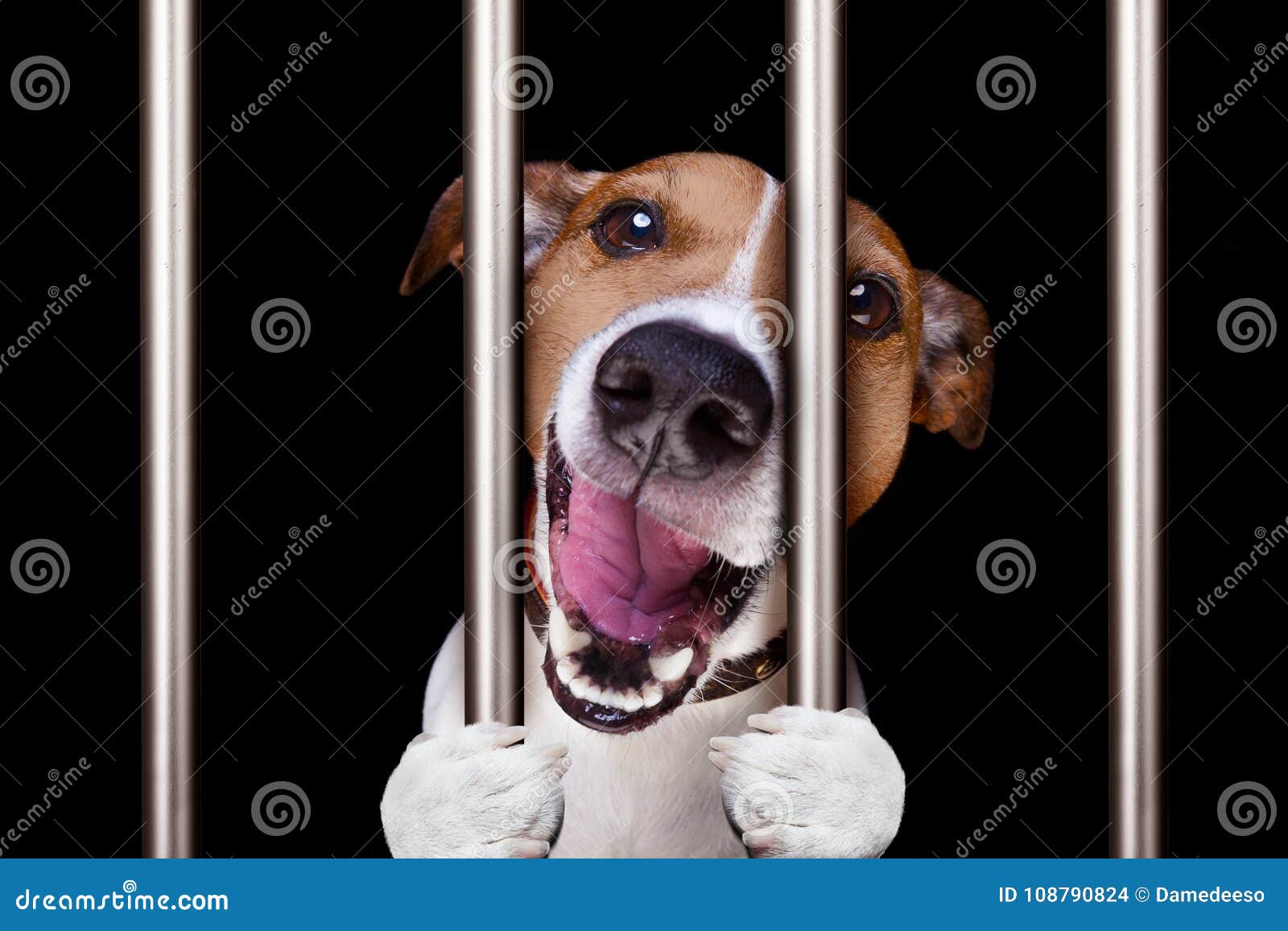 Criminal Dog Behind Bars in Police Station, Jail Prison, or Shelter for ... Criminal Dog Behind Bars in Police Station, Jail Prison, or Shelter for ...