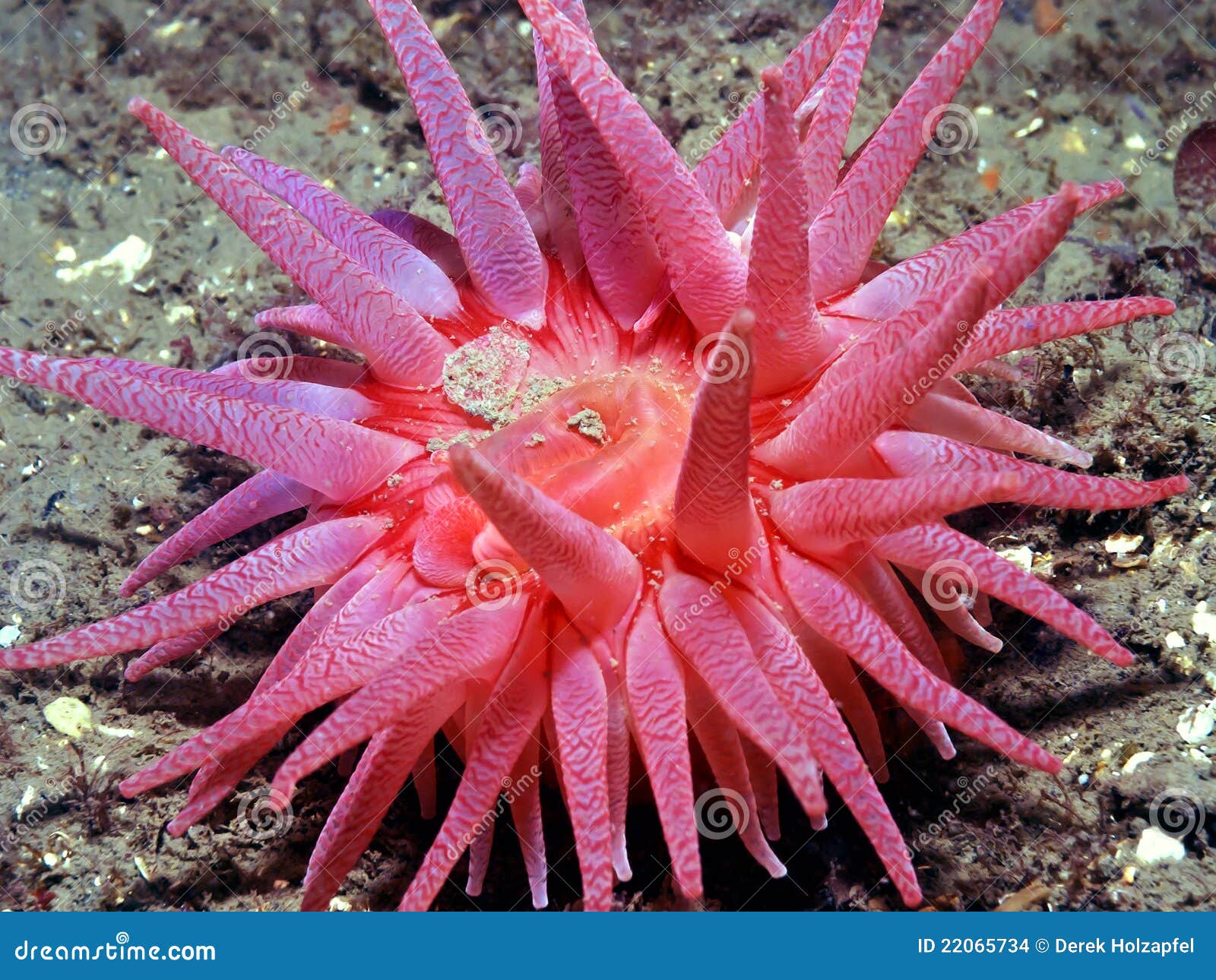 Crimson Anemone (Cribrinopsis Fernaldi) Stock Photo - Image of ...