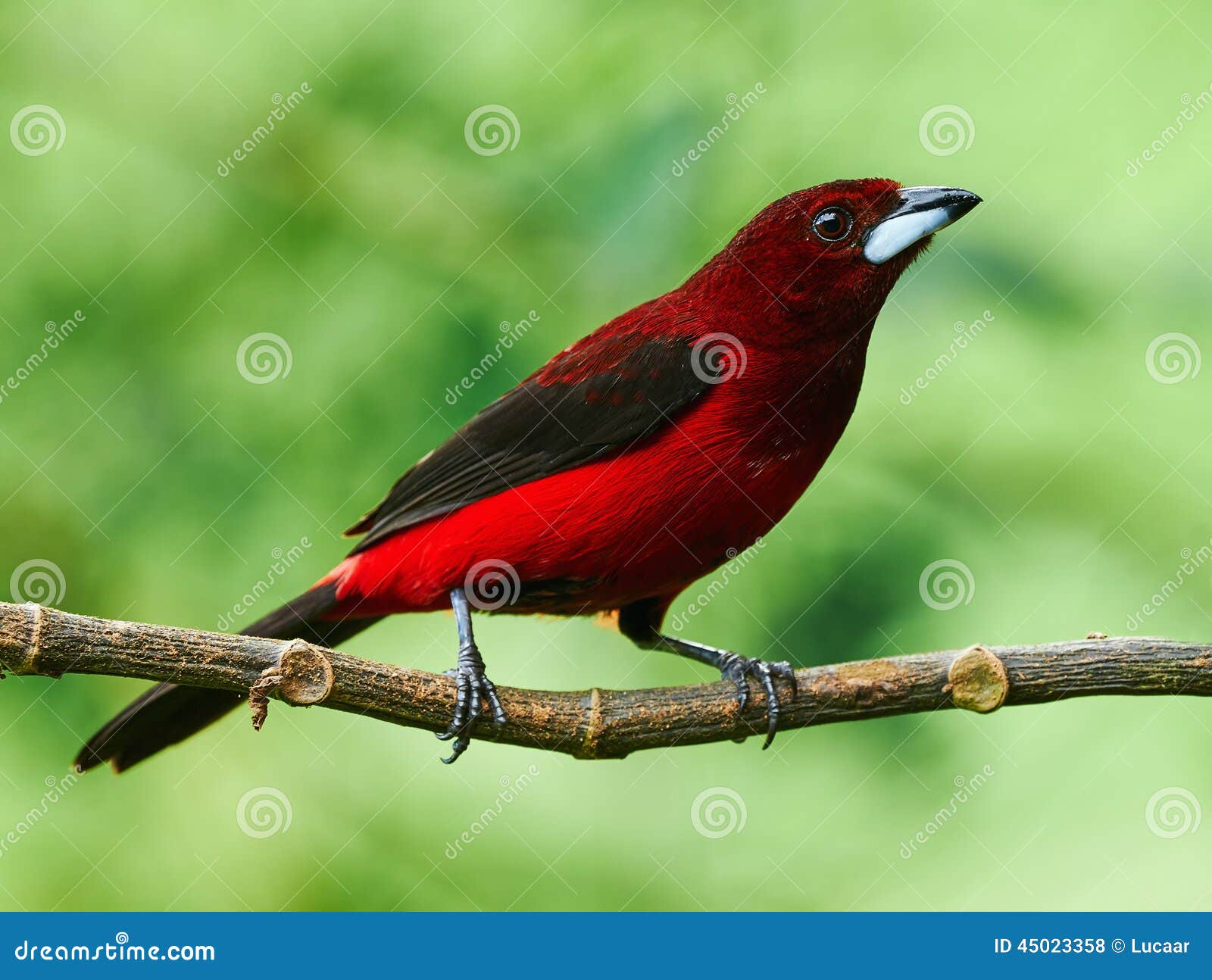 Crimson Backed Tanager, Ramphocelus D. Dimidiatus Stock Photo - Image ...