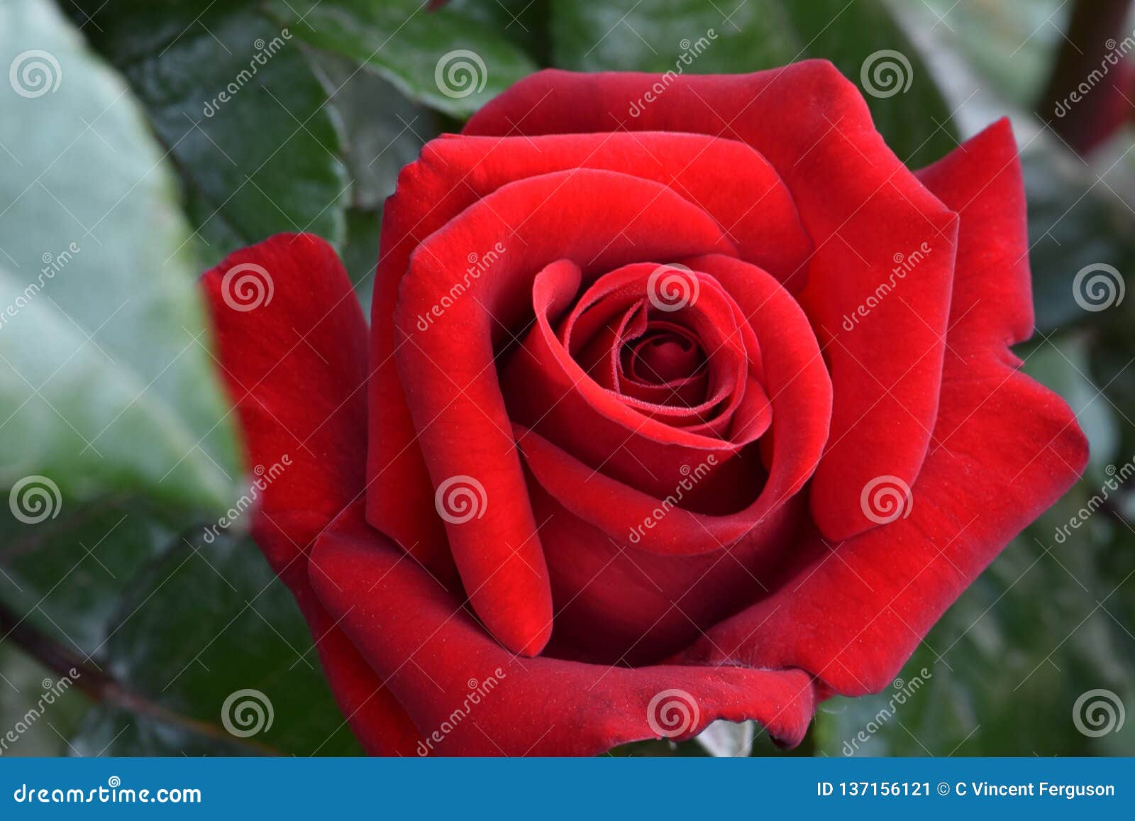 Crimson Red Bouquet Rose Flower Stock Image - Image of love ...