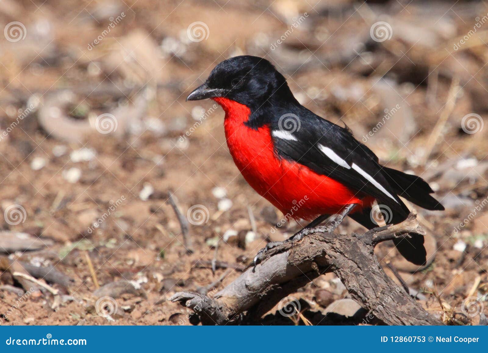 Crimson breasted shrike stock image. Image of birds, bushshrike - 12860753