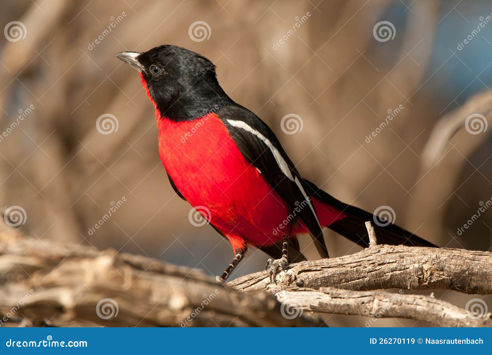 Crimson-breasted shrike stock image. Image of bird, atrococcineus ...