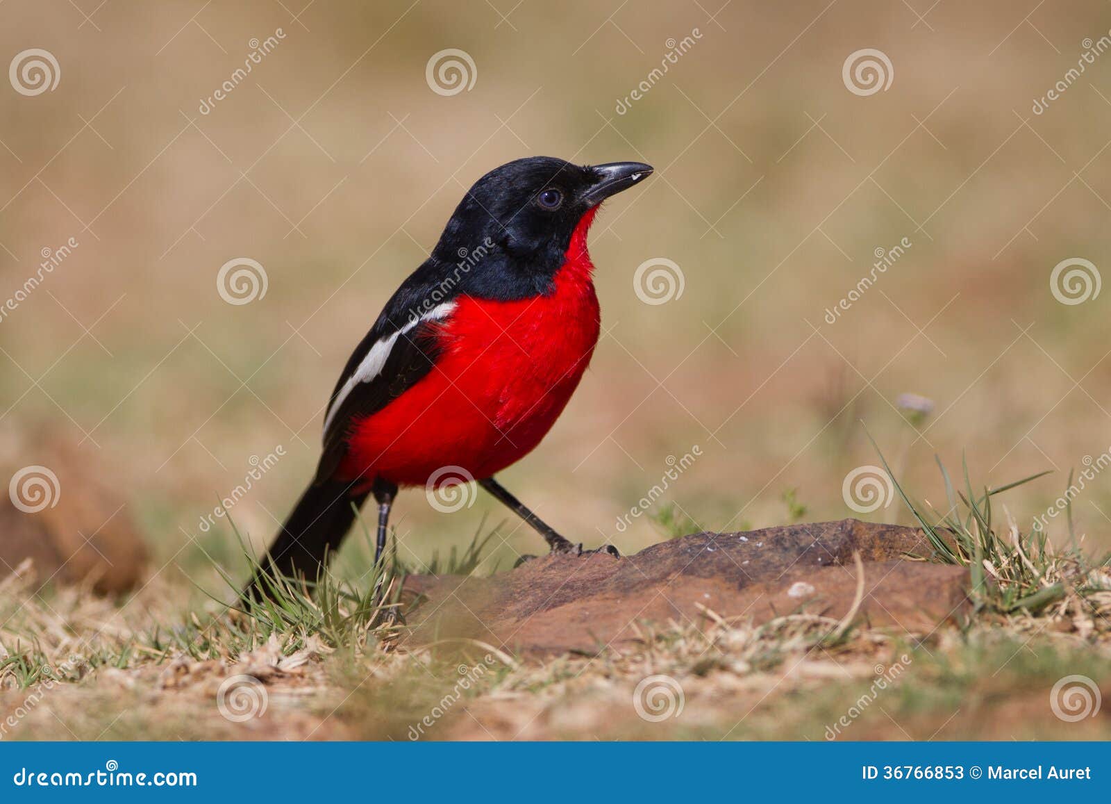 Crimson-breasted shrike stock image. Image of stone, grass - 36766853