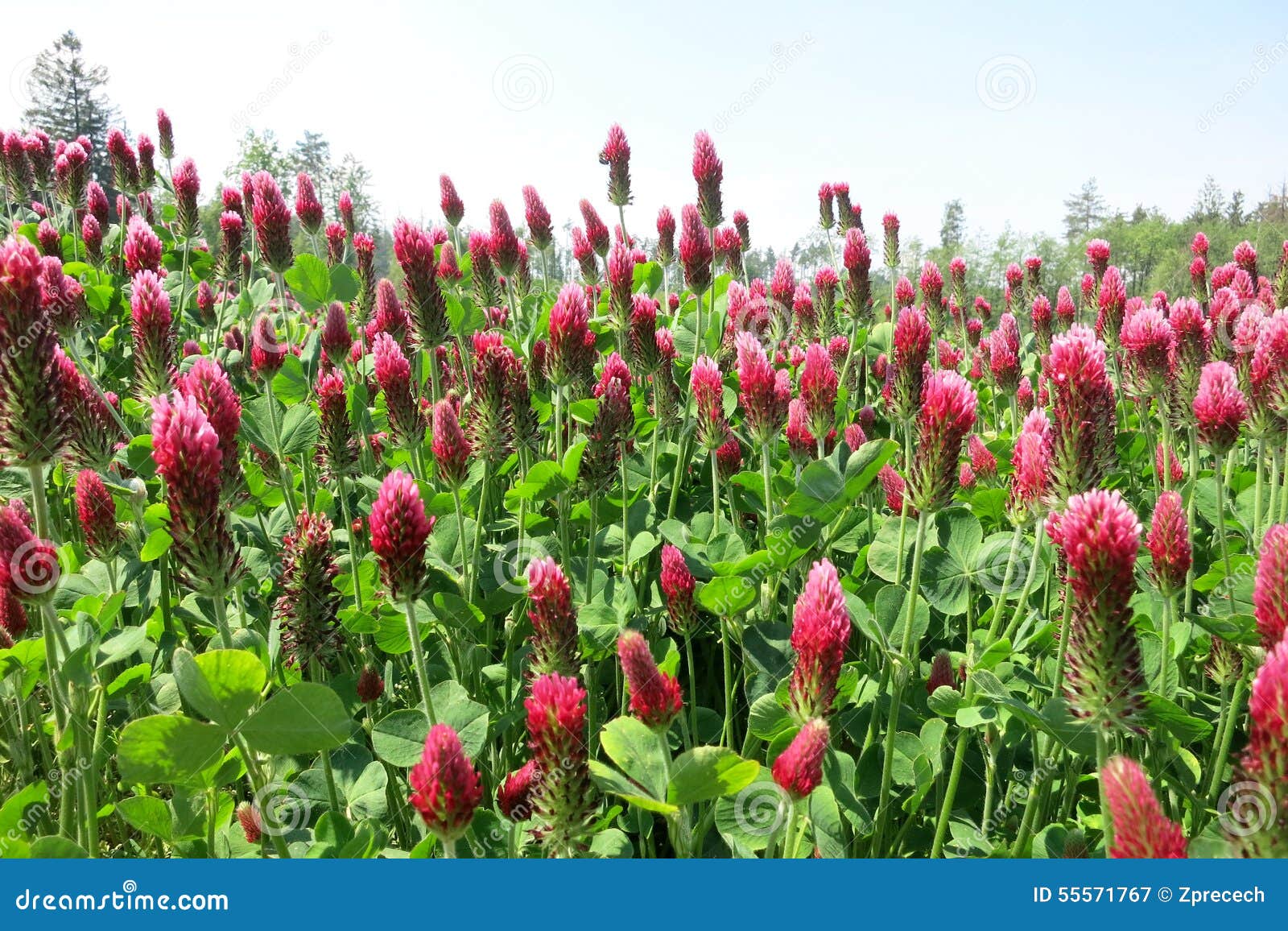 Crimson Clover (Trifolium Incarnatum) Stock Image - Image of green ...