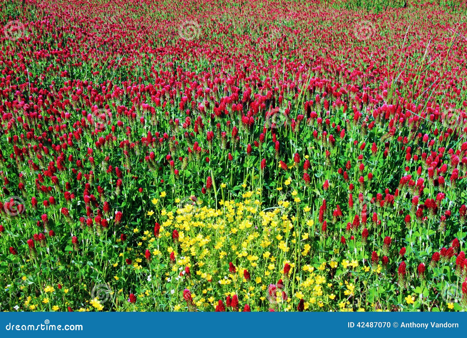 Crimson Clovers and Primrose Stock Photo - Image of bloom, green: 42487070