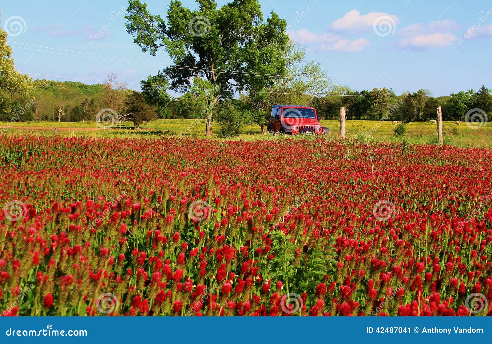 305 Jeep Flower Stock Photos - Free & Royalty-Free Stock Photos from ...