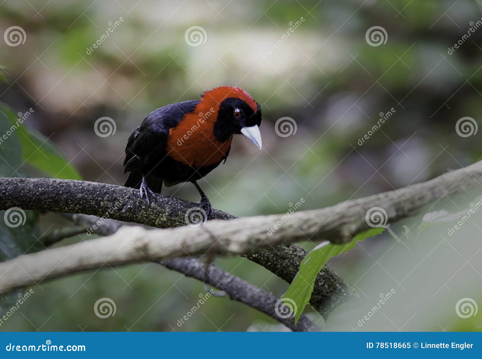 Crimson-collared Tanager (Ramphocelius Sanguinolentus) Stock Image ...