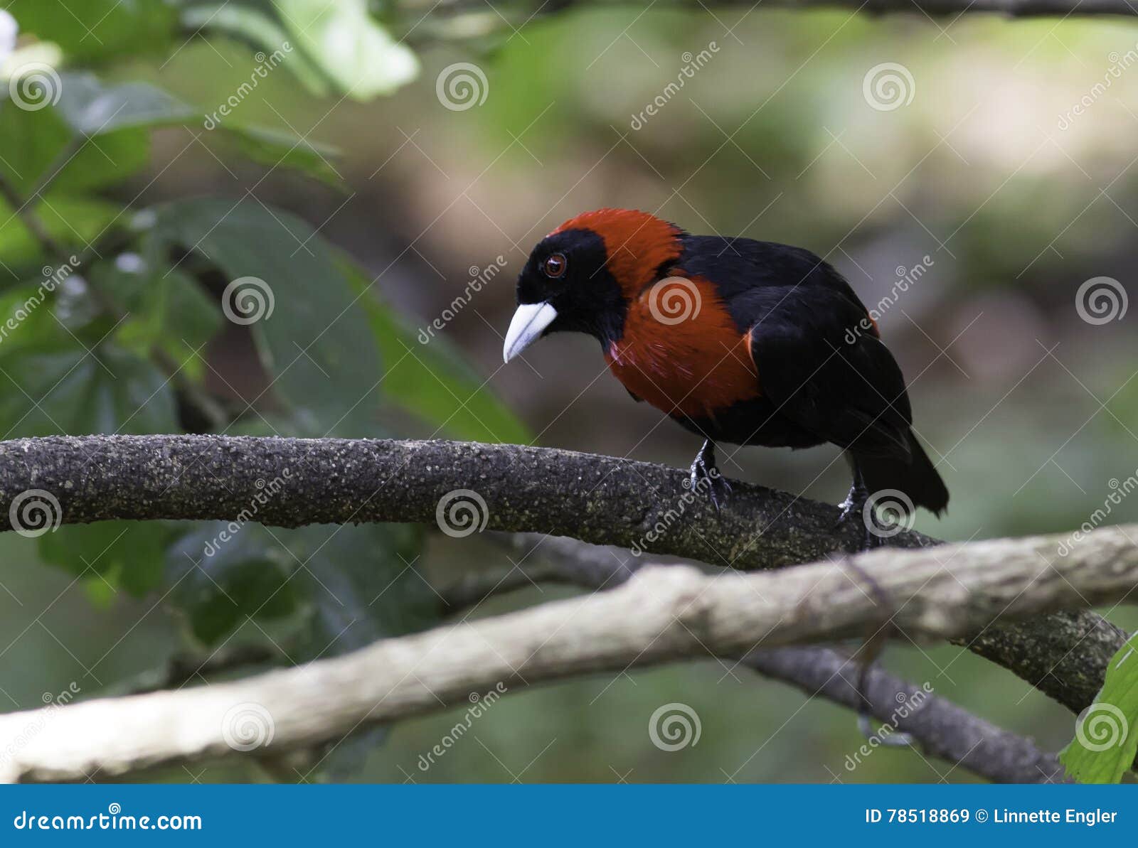 Crimson-collared Tanager (Ramphocelius Sanguinolentus) Stock Image ...