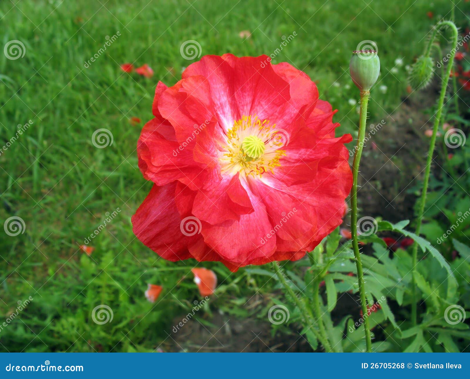 Crimson Double Poppy Flower Stock Photo - Image of flower, natural ...