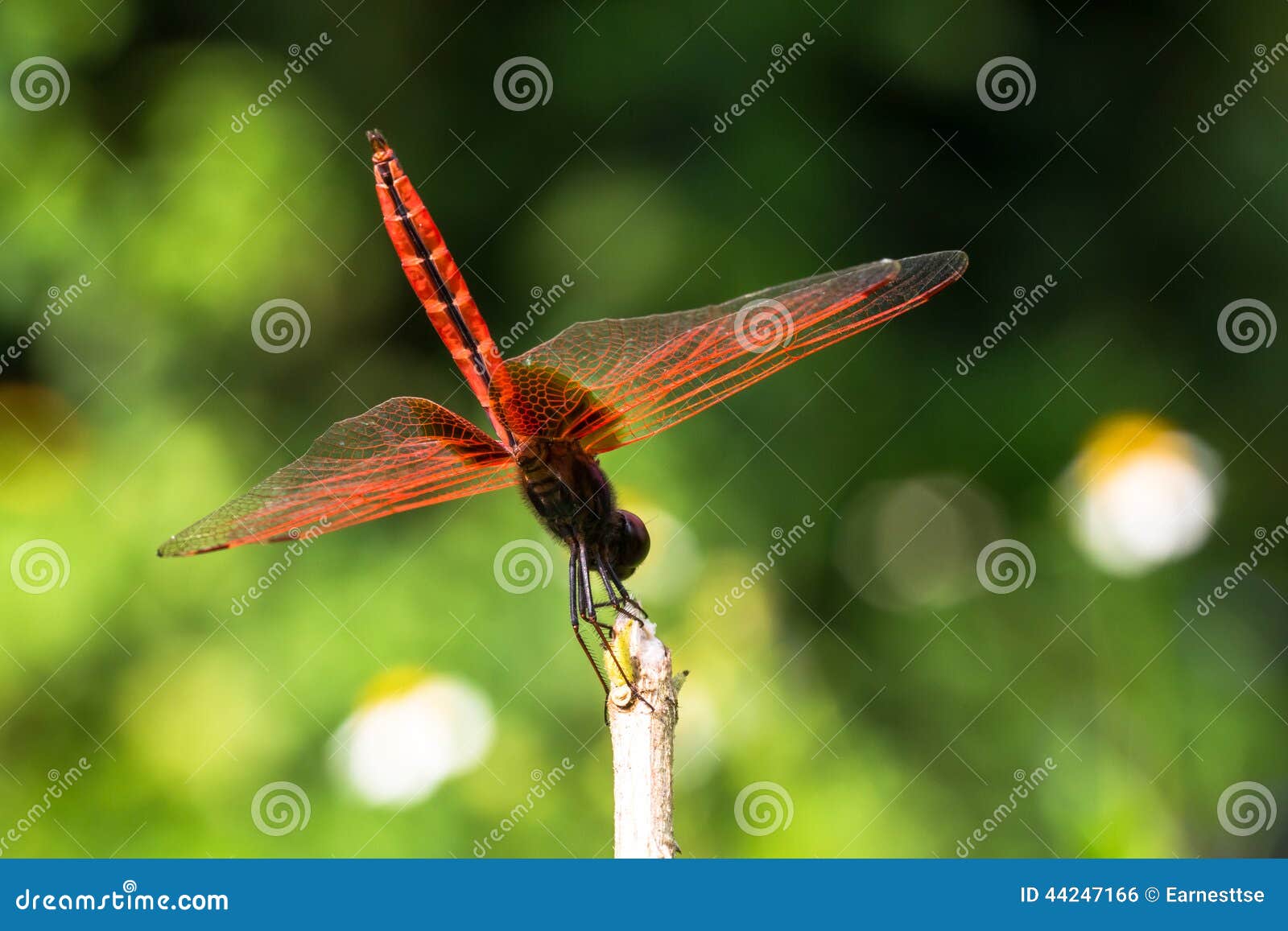 Crimson Dropwing dragonfly stock photo. Image of wild - 44247166