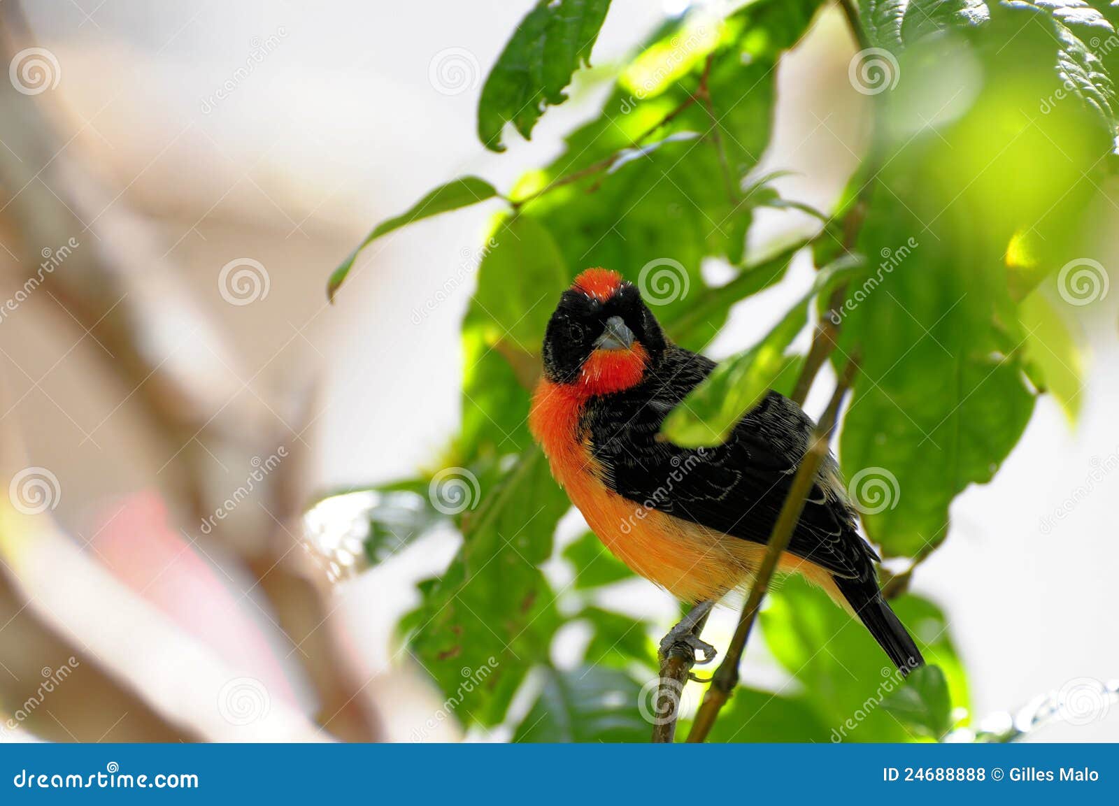 Crimson Finch-tanager bird stock photo. Image of domesticated - 24688888