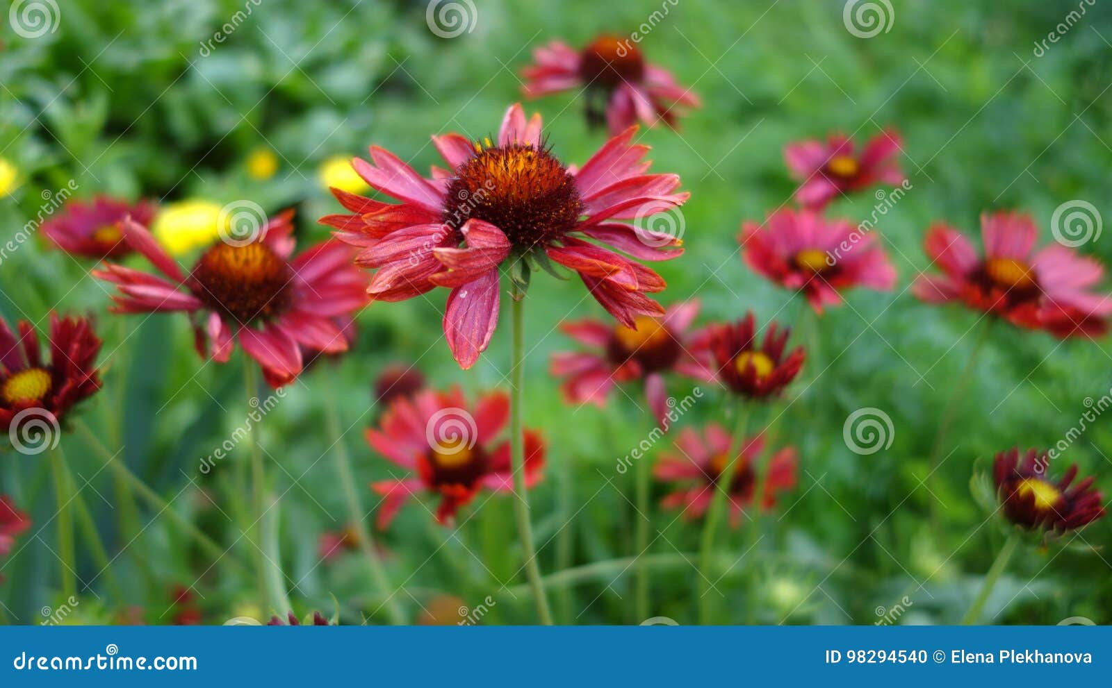 Crimson flower stock photo. Image of flowers, stem, summer - 98294540