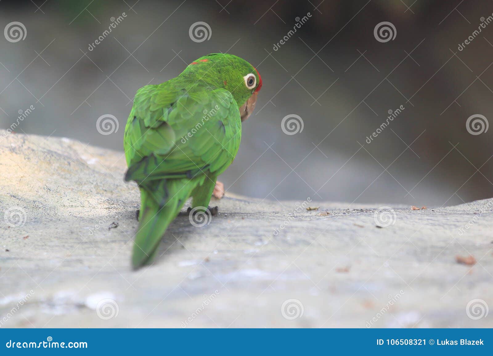 Crimson-fronted parakeet stock image. Image of adult - 106508321