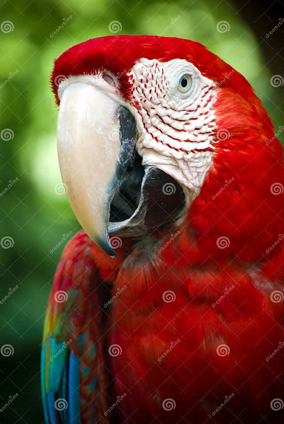 Crimson Macaw stock photo. Image of feathers, wildlife - 4005652