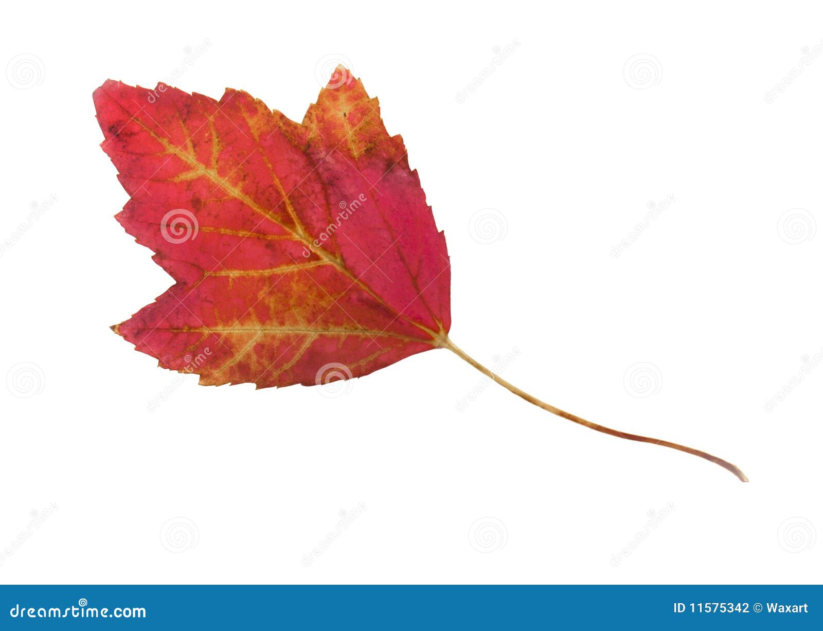 3,191 Real Maple Leaf Isolated Stock Photos - Free & Royalty-Free Stock ...