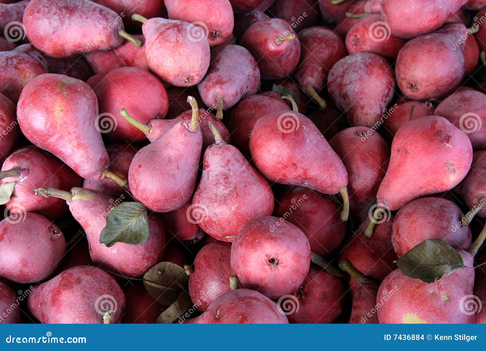Crimson Pears stock photo. Image of hood, food, sweet - 7436884