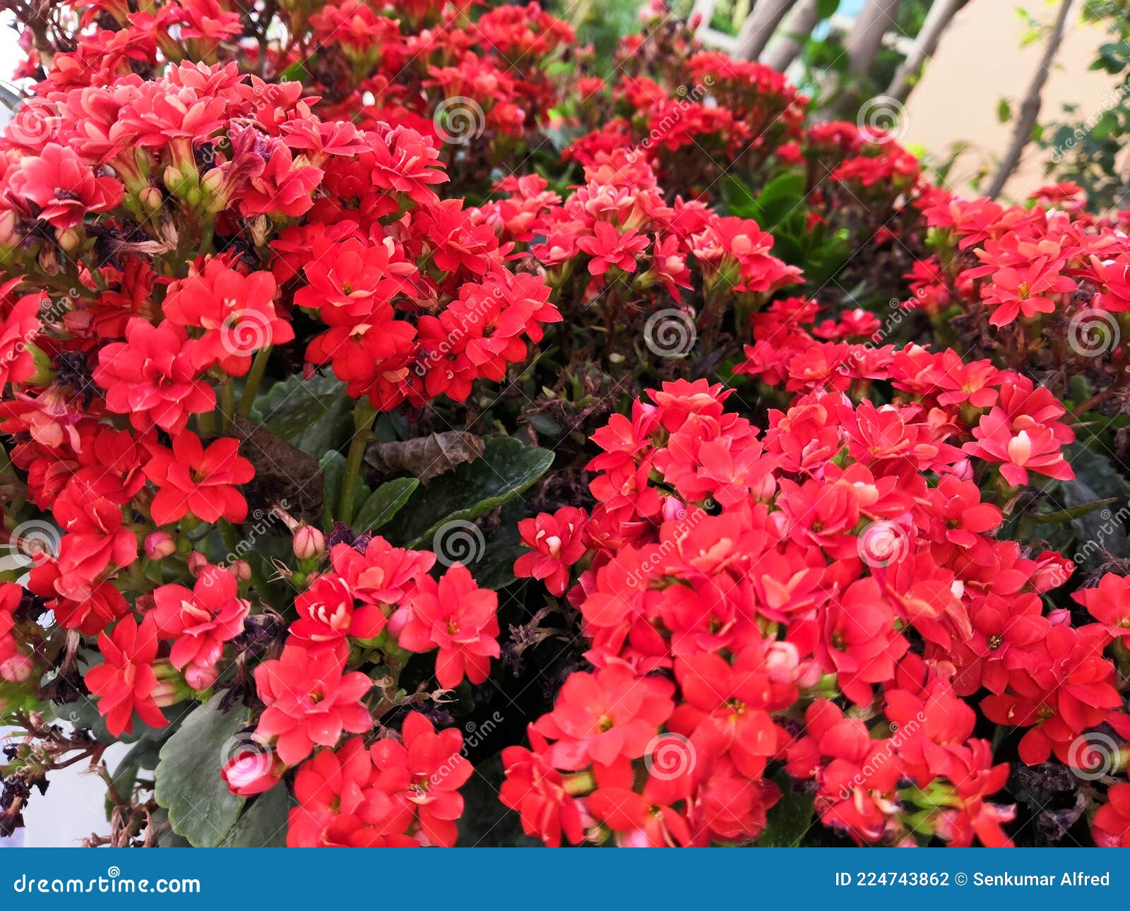Crimson Red Color Flowers stock photo. Image of fresh - 224743862