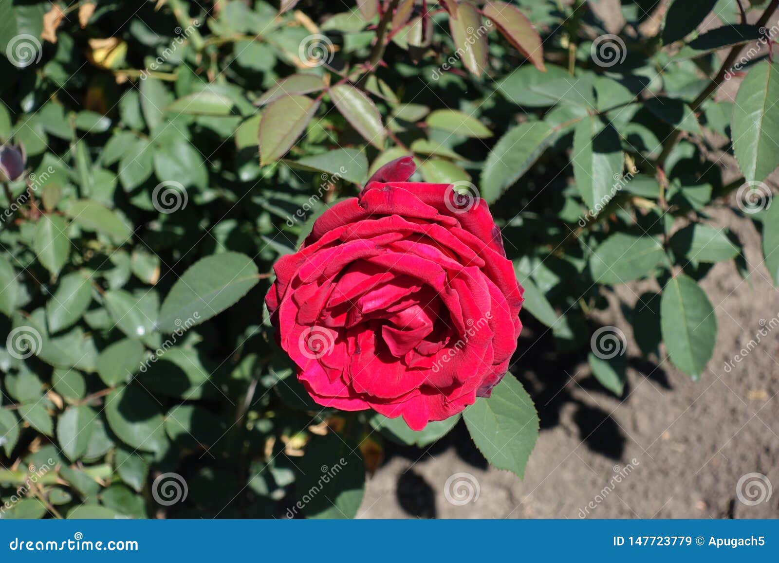 Crimson Red Flower of Garden Rose Stock Image - Image of outdoors ...