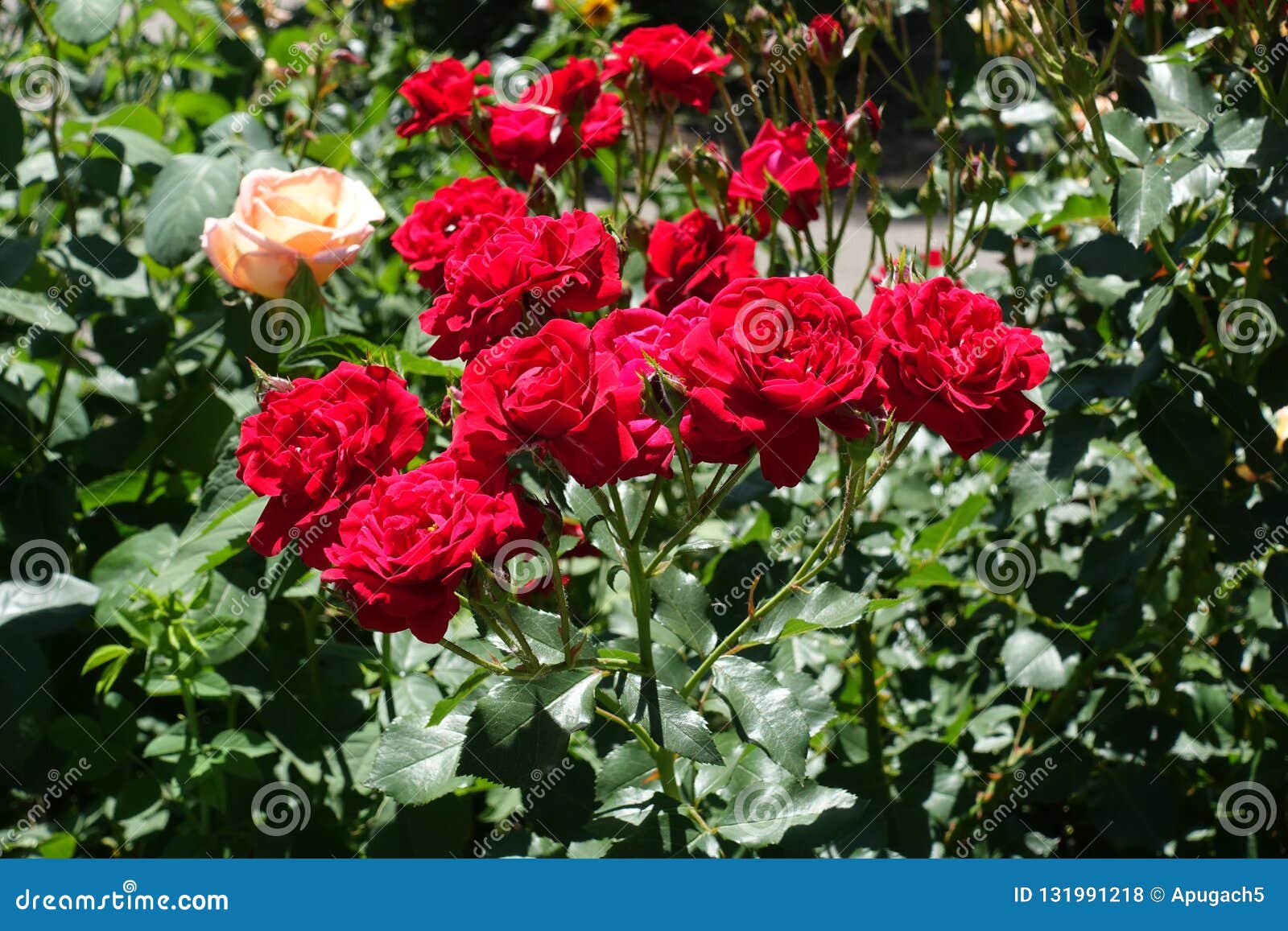 Crimson Red Roses in the Garden Stock Photo - Image of greenery, flora ...