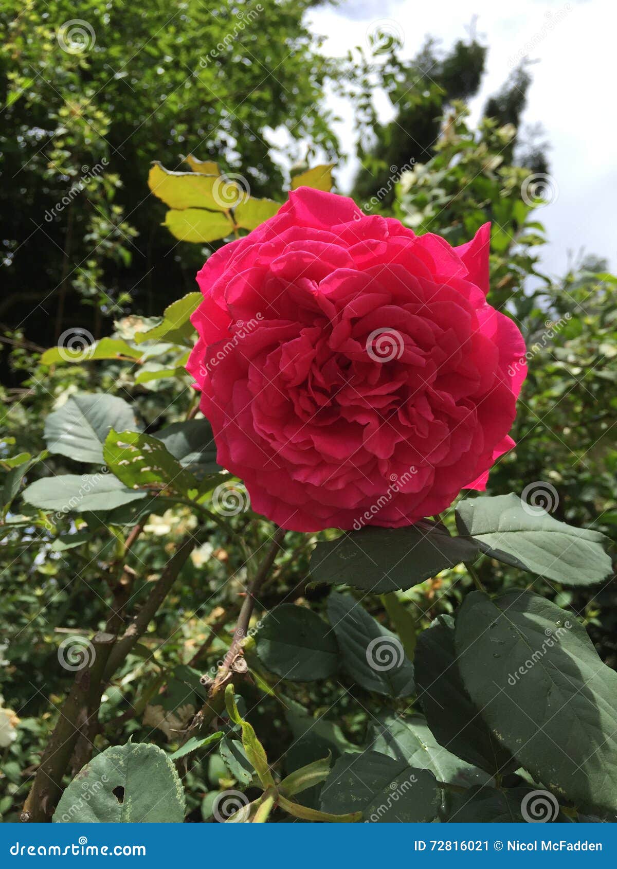 Crimson rose stock image. Image of flower, rose, crimson - 72816021