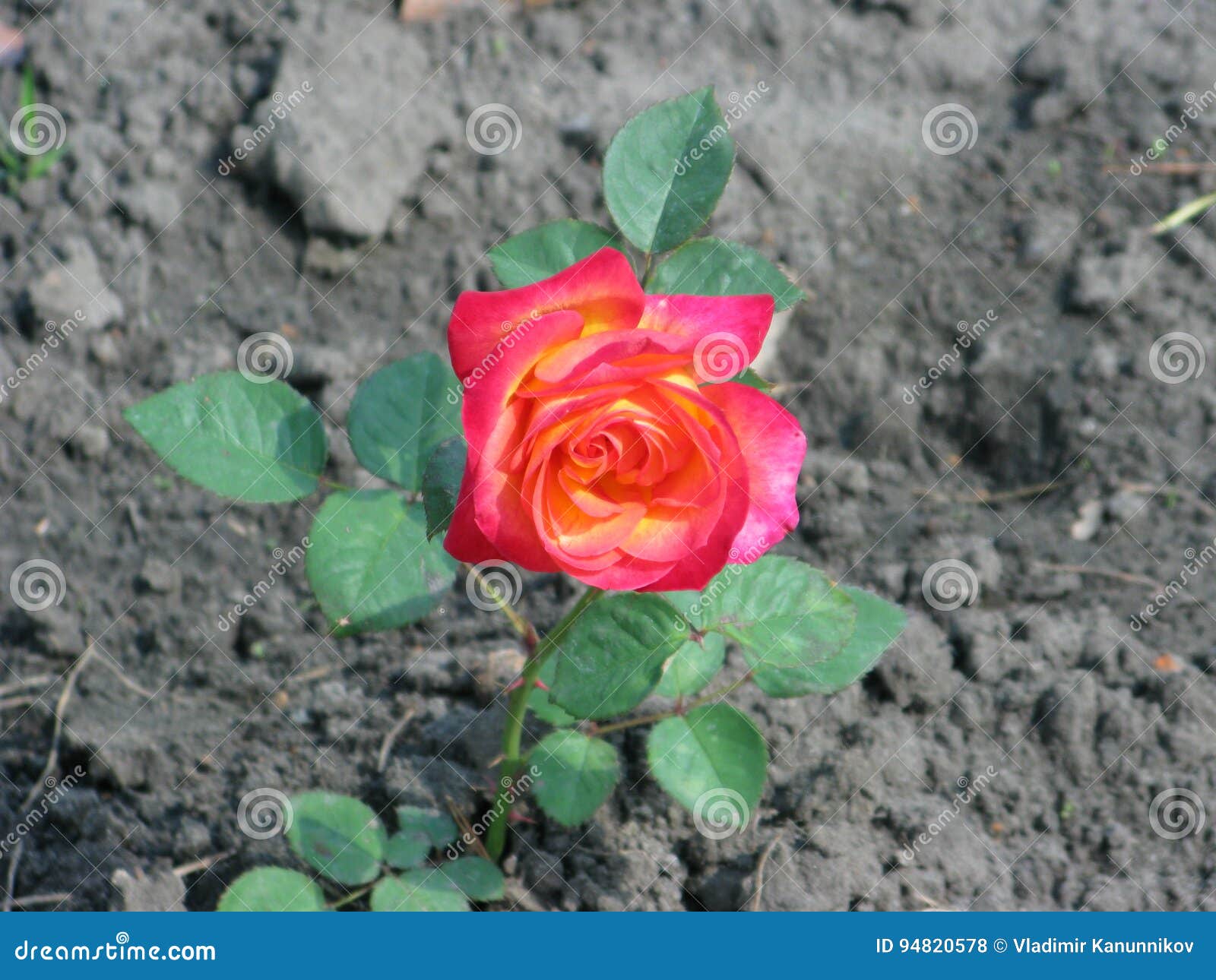 Crimson rose stock photo. Image of roses, beauty, beautiful - 94820578