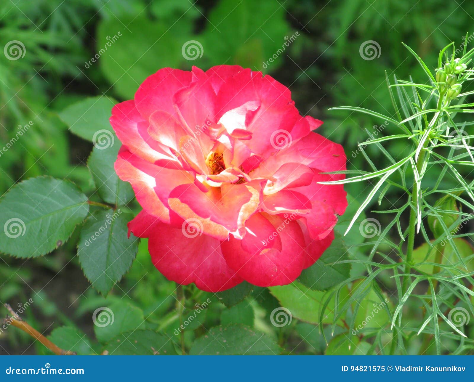 Crimson rose stock image. Image of rose, flowering, flower - 94821575