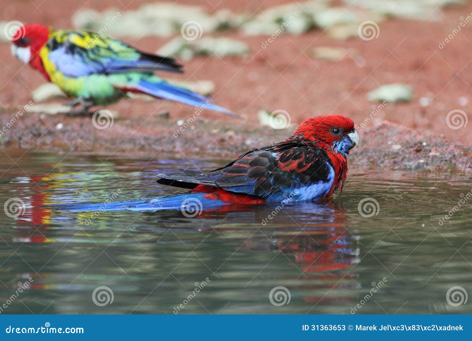 Crimson Rosella stock image. Image of pond, blue, nature - 31363653