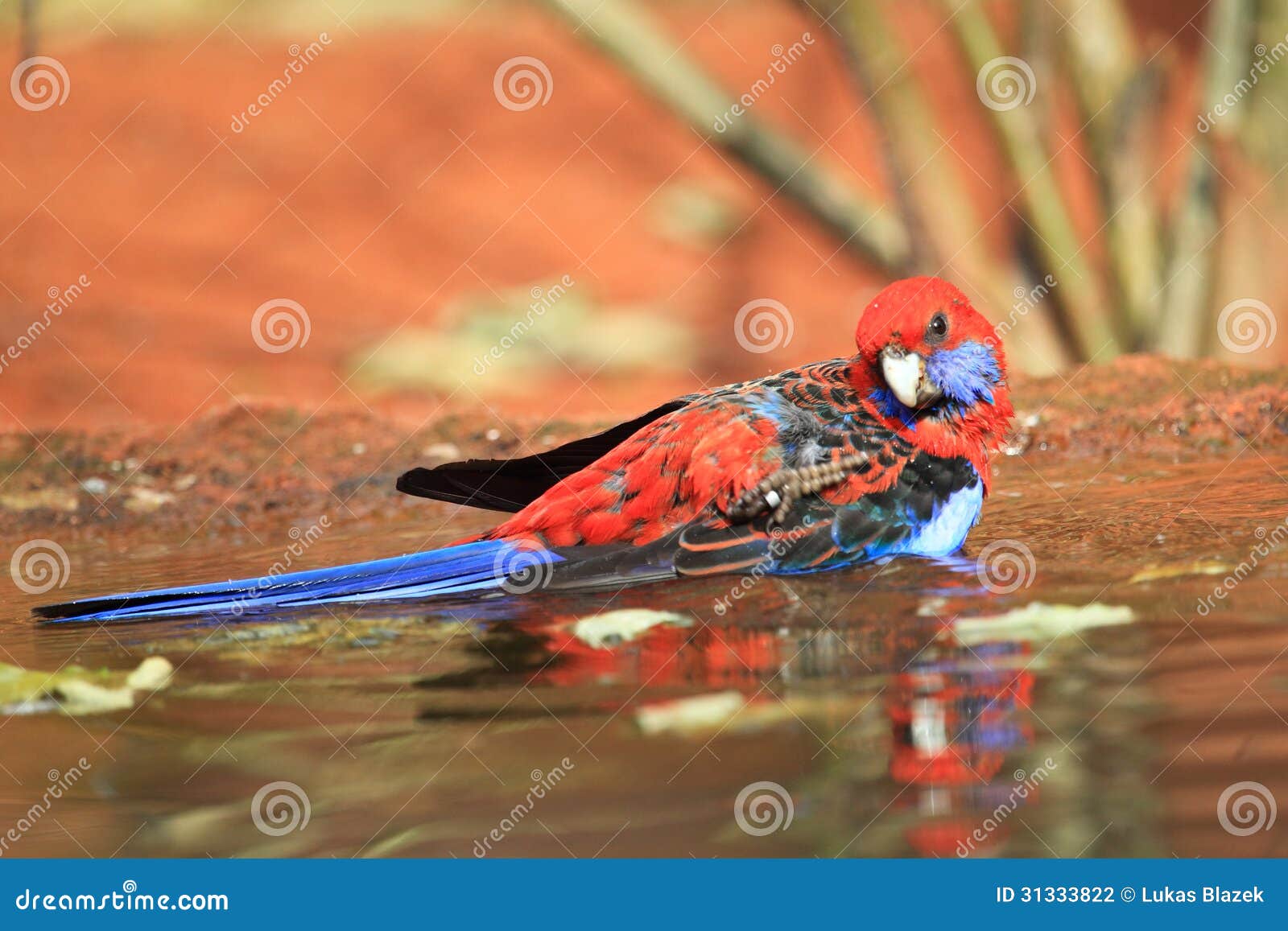 Crimson rosella stock photo. Image of rosella, platycercus - 31333822