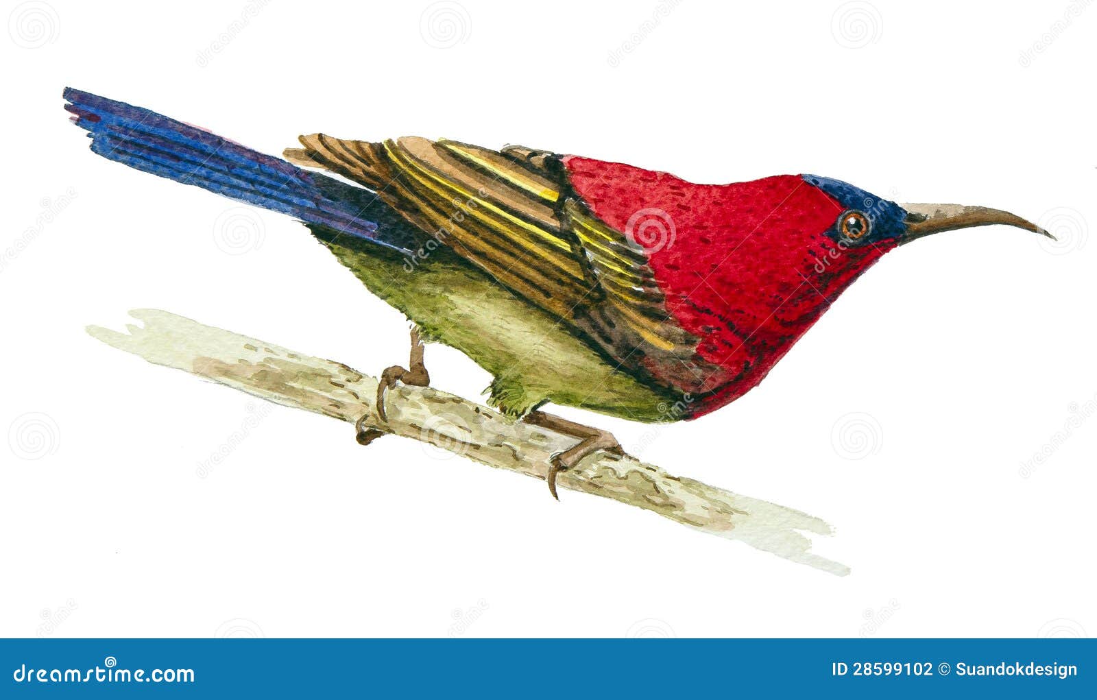 Crimson Sunbird stock illustration. Illustration of paper - 28599102
