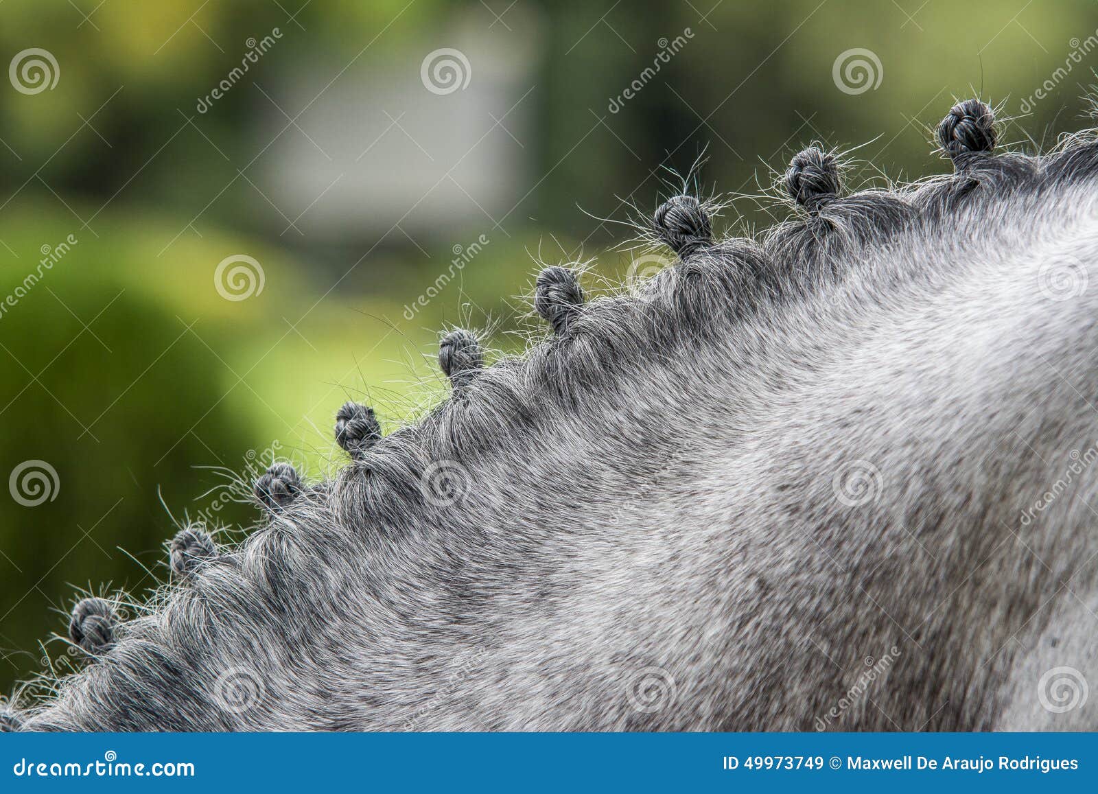 1,711 Crin Fotos de stock - Fotos libres de regalías de Dreamstime