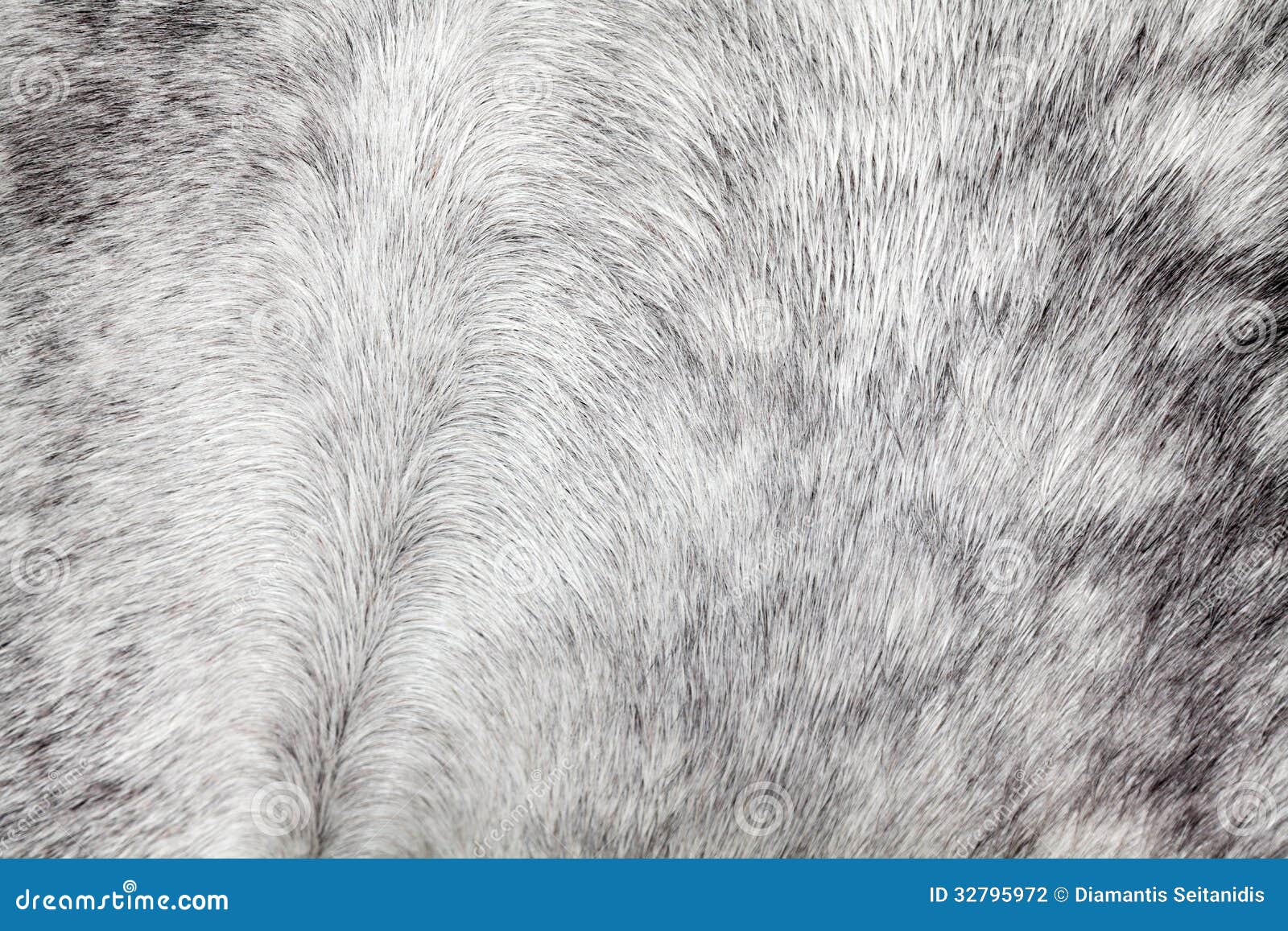 Crine di cavallo fotografia stock. Immagine di caduta - 32795972