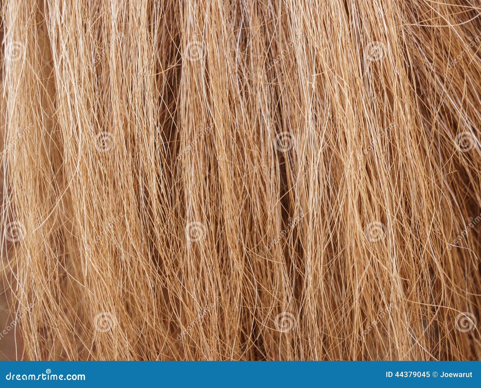 Crine di cavallo immagine stock. Immagine di capelli - 44379045