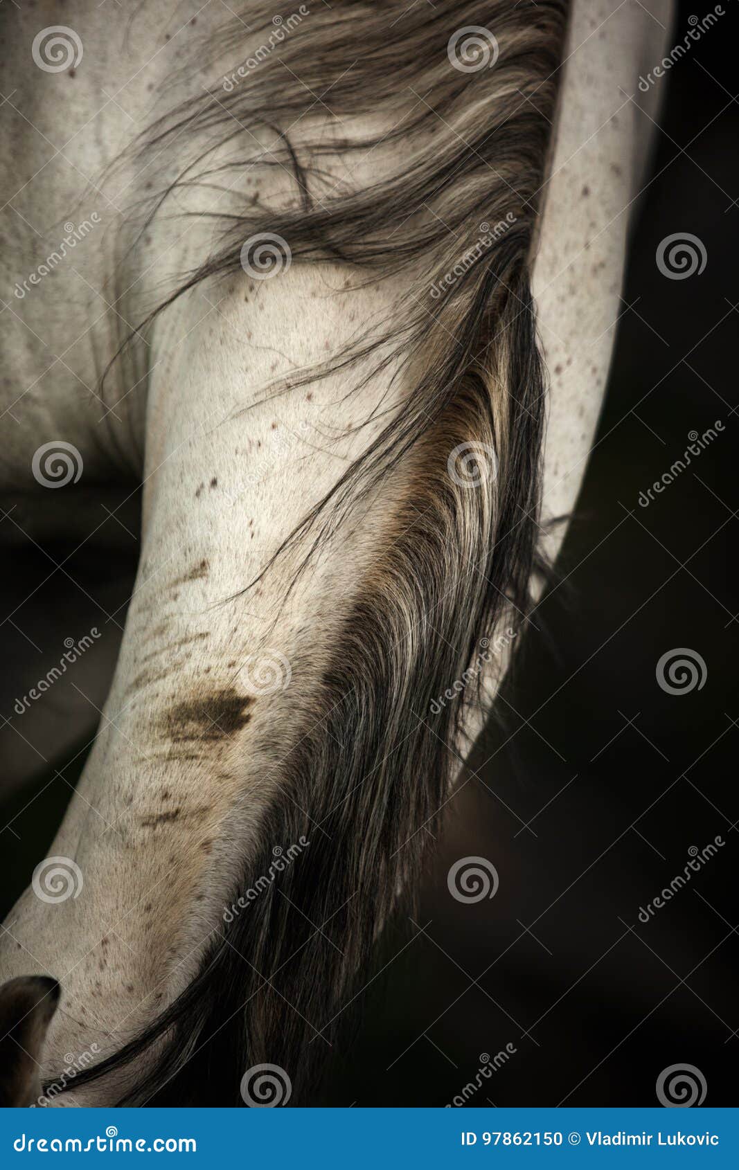 Crine di cavallo fotografia stock. Immagine di marrone - 97862150