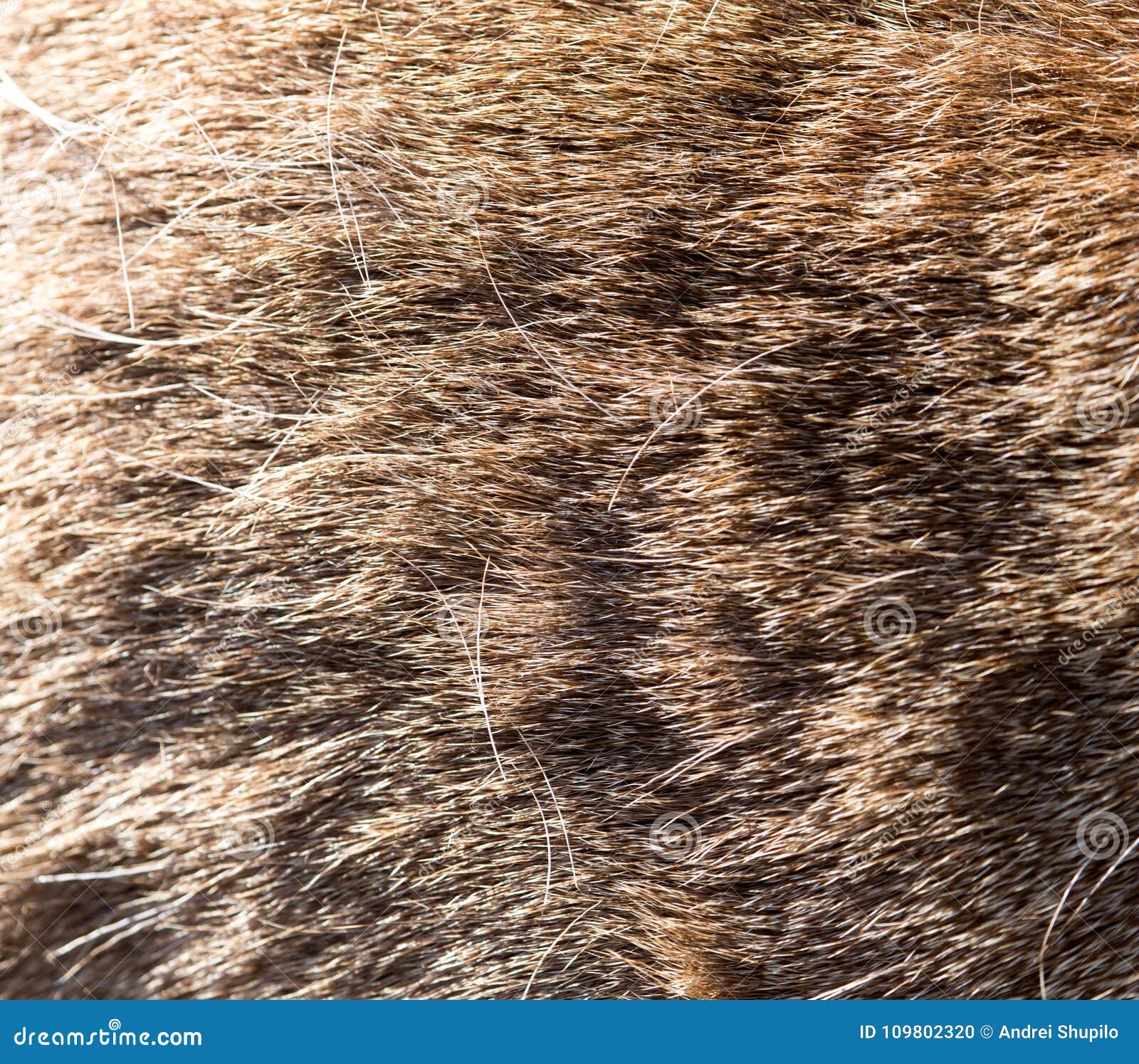 Crine Di Cavallo Come Fondo Fotografia Stock - Immagine di marrone ...