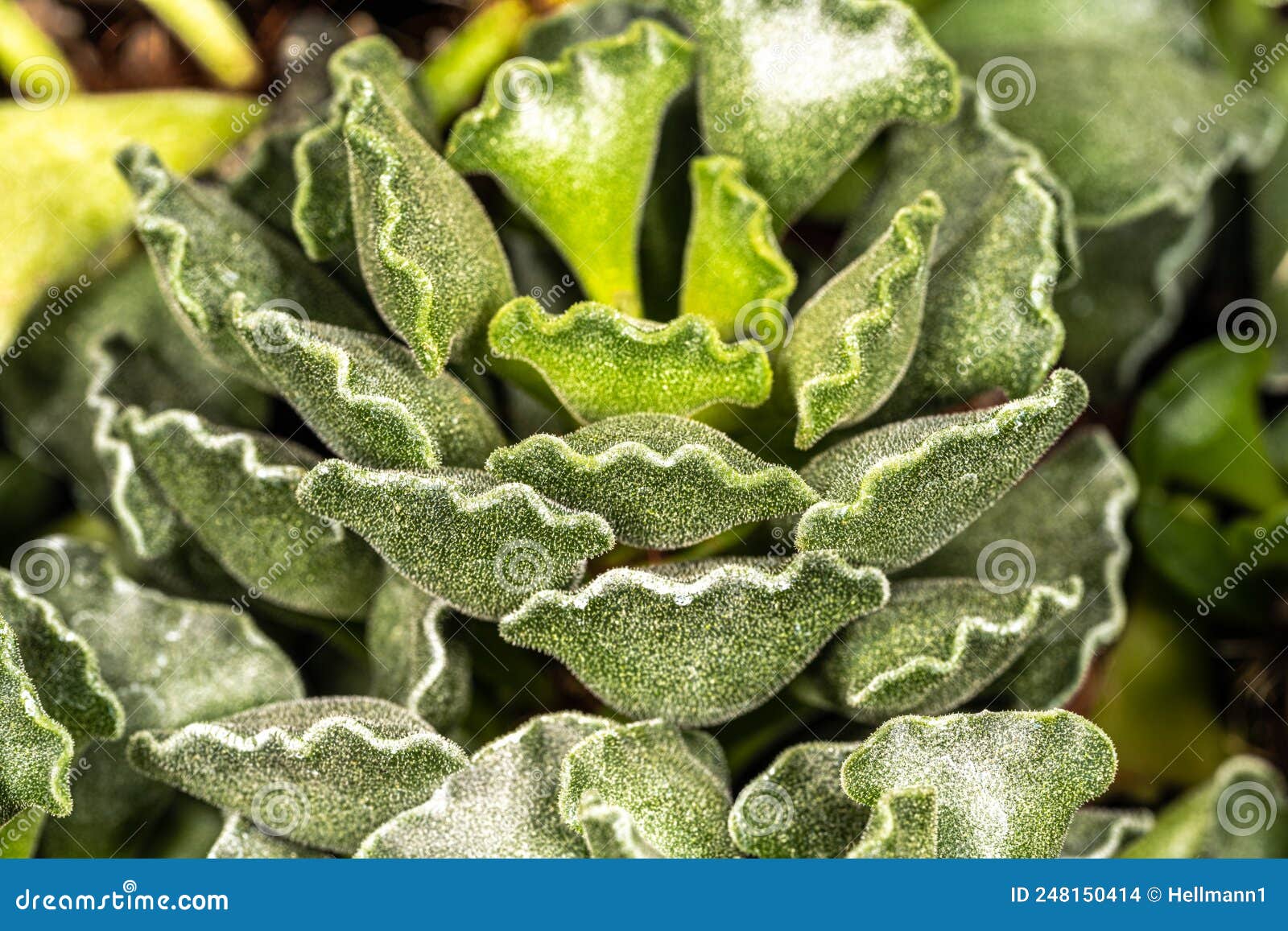 Crinkle Leaf Plant stock photo. Image of ingredient - 248150414
