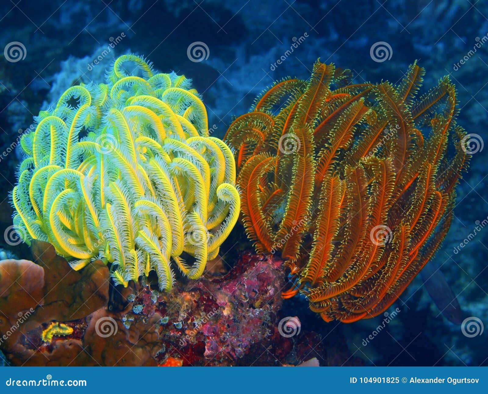 Crinoid image stock. Image du tropique, philippines - 104901825