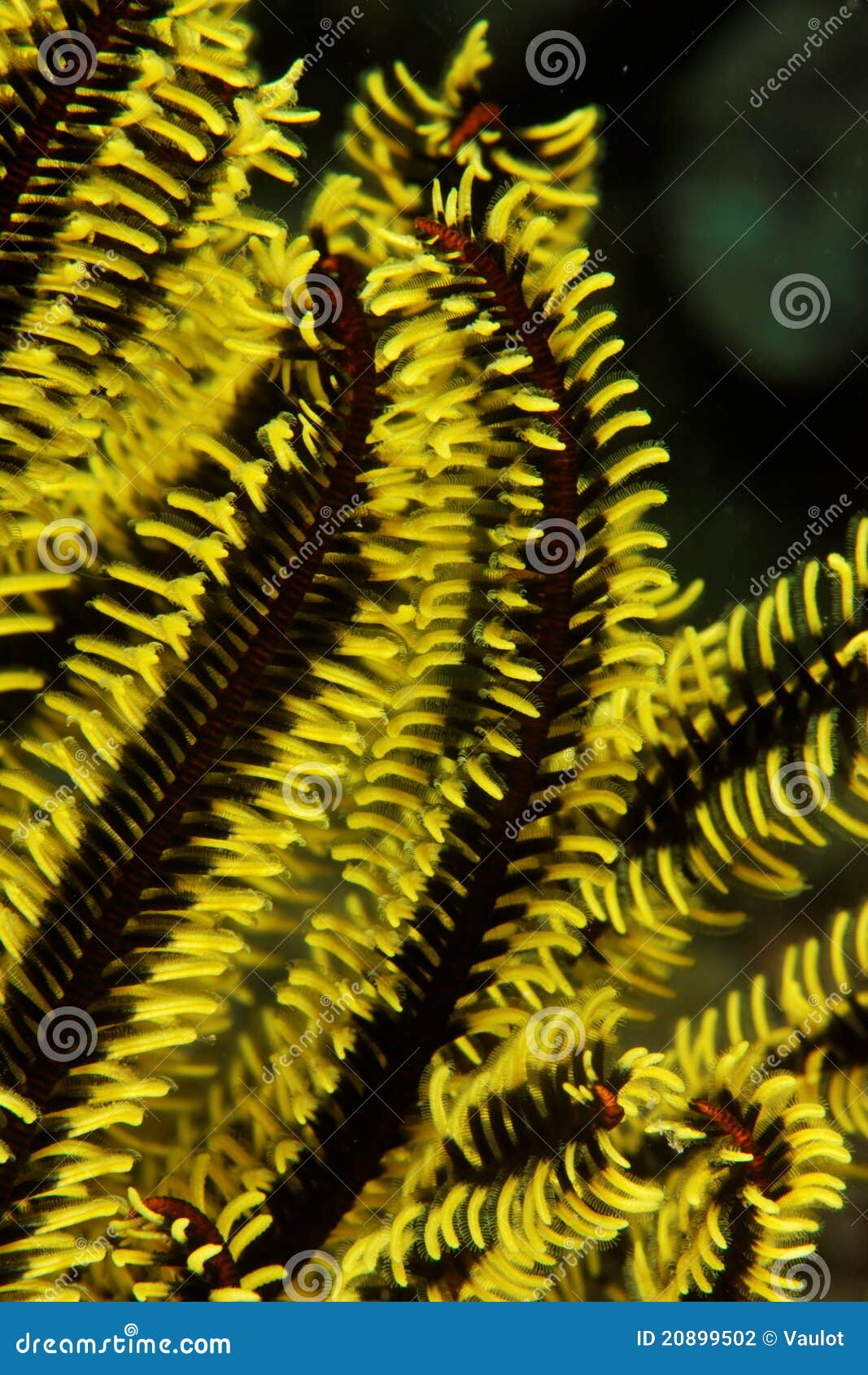 Crinoid stock photo. Image of saltwater, marine, tropical - 20899502
