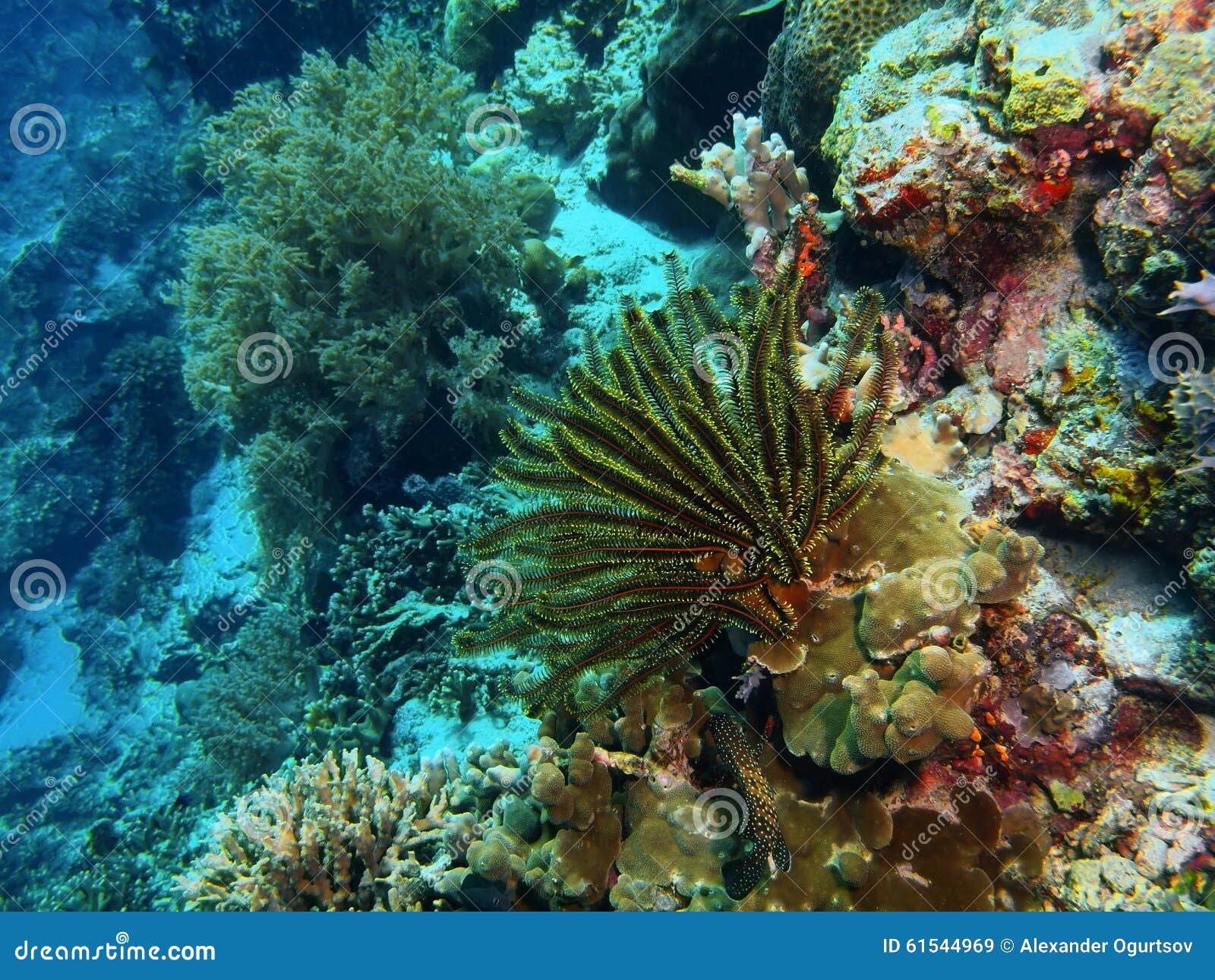 Crinoid image stock. Image du île, océan, corail, nature - 61544969