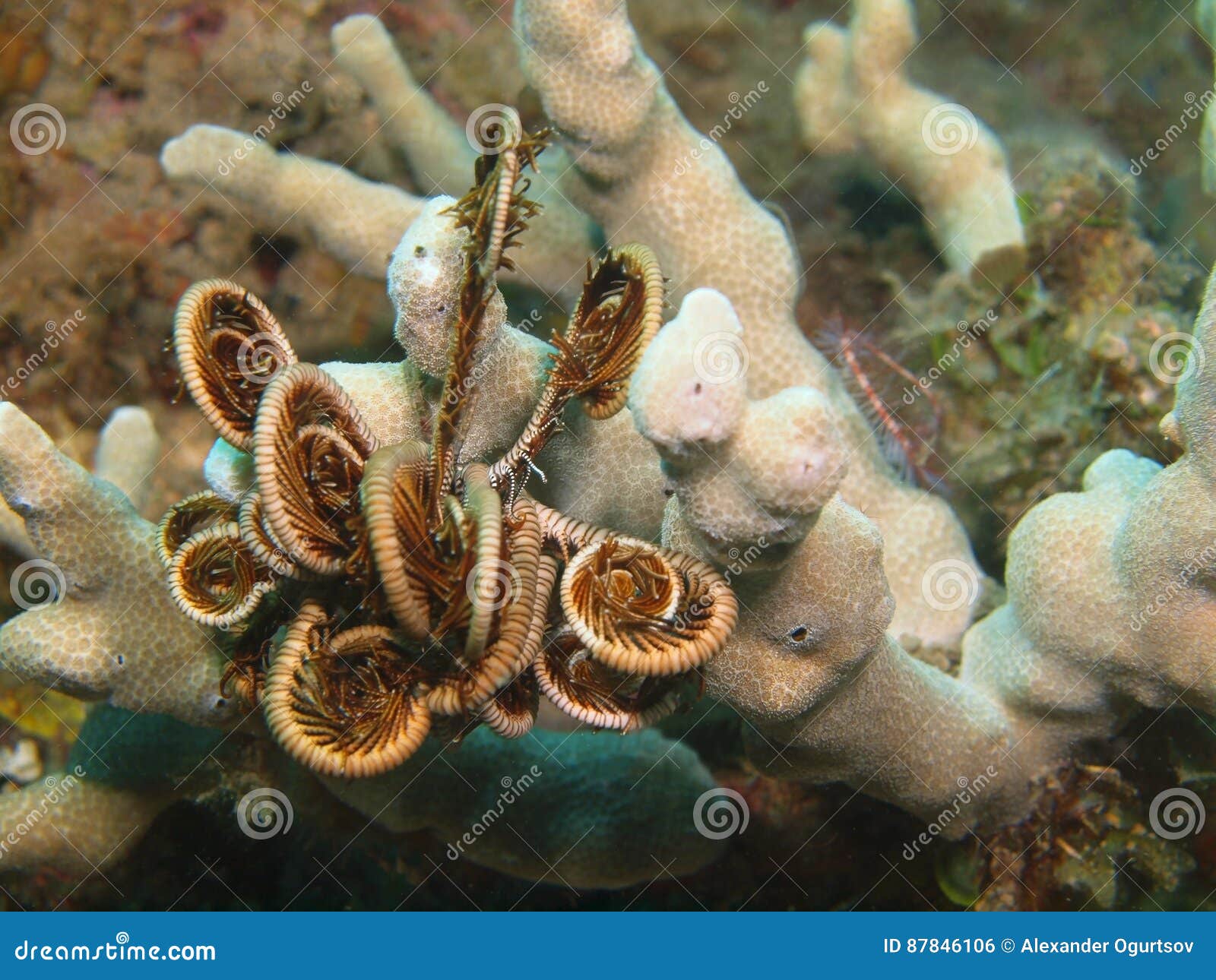 Crinoid photo stock. Image du monde, île, nature, tropique - 87846106