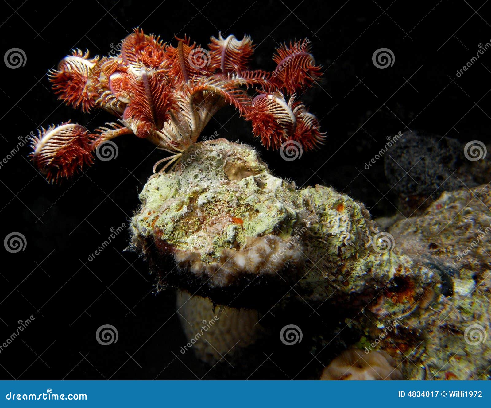 Crinoid on coral outcrop stock image. Image of vacation - 4834017