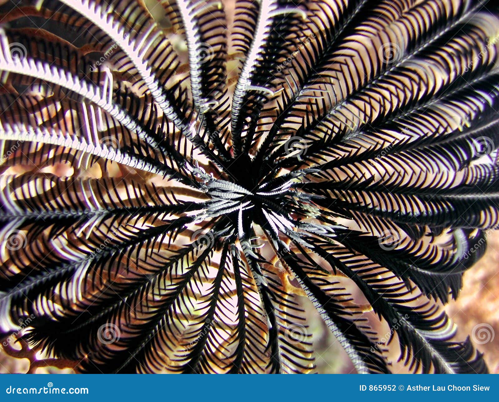 Crinoid Feather Star stock photo. Image of ocean, featherstar - 865952