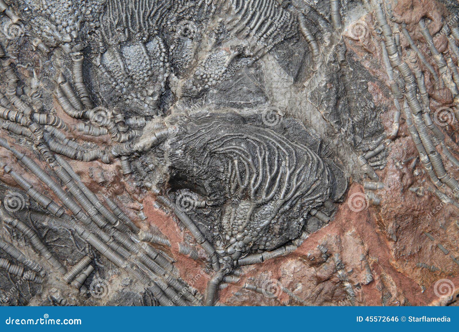 Crinoid Fossil stock photo. Image of stem, millions, life - 45572646