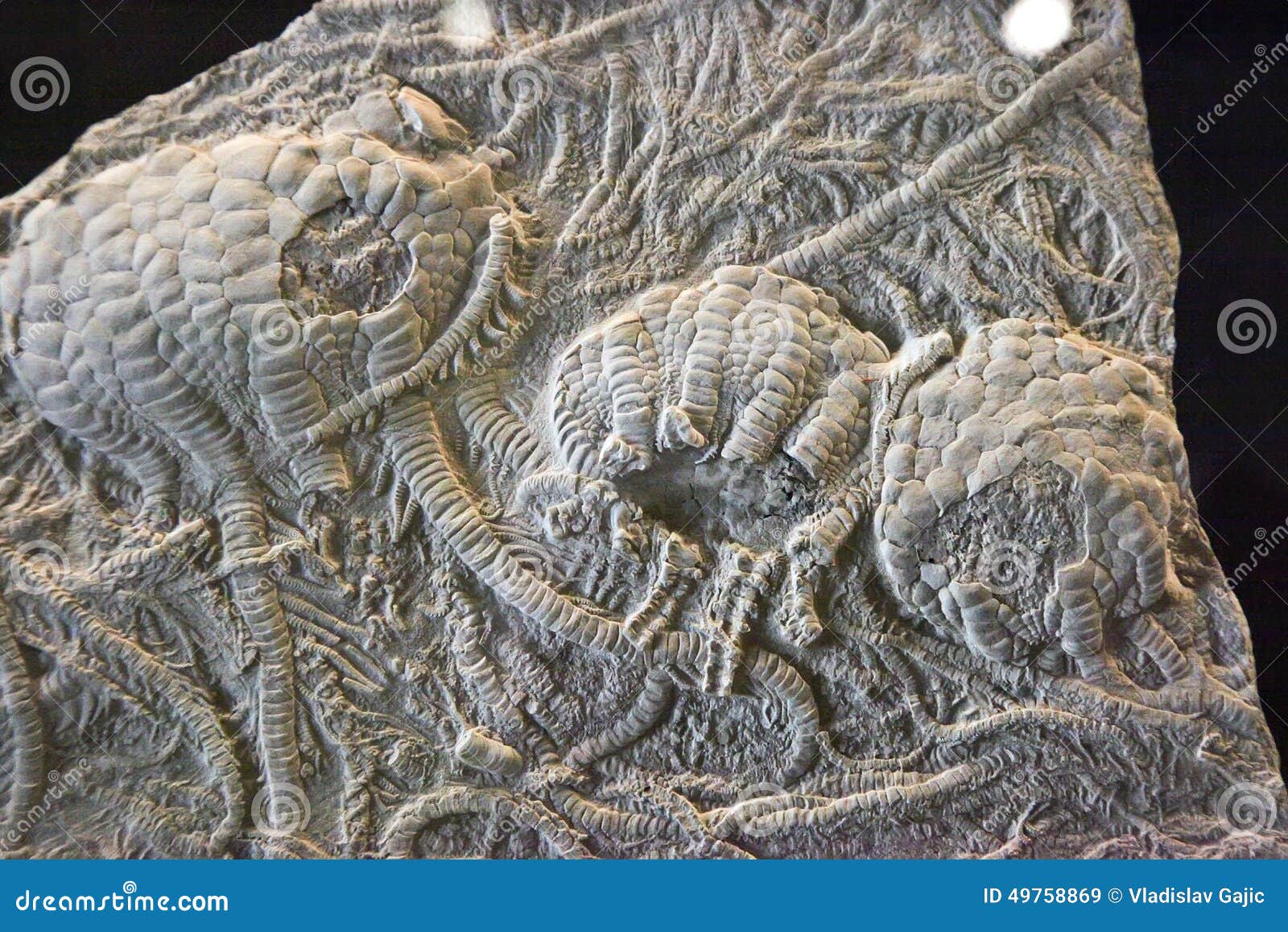 Fossil Crinoids In Field Wall Stock Photography | CartoonDealer.com ...