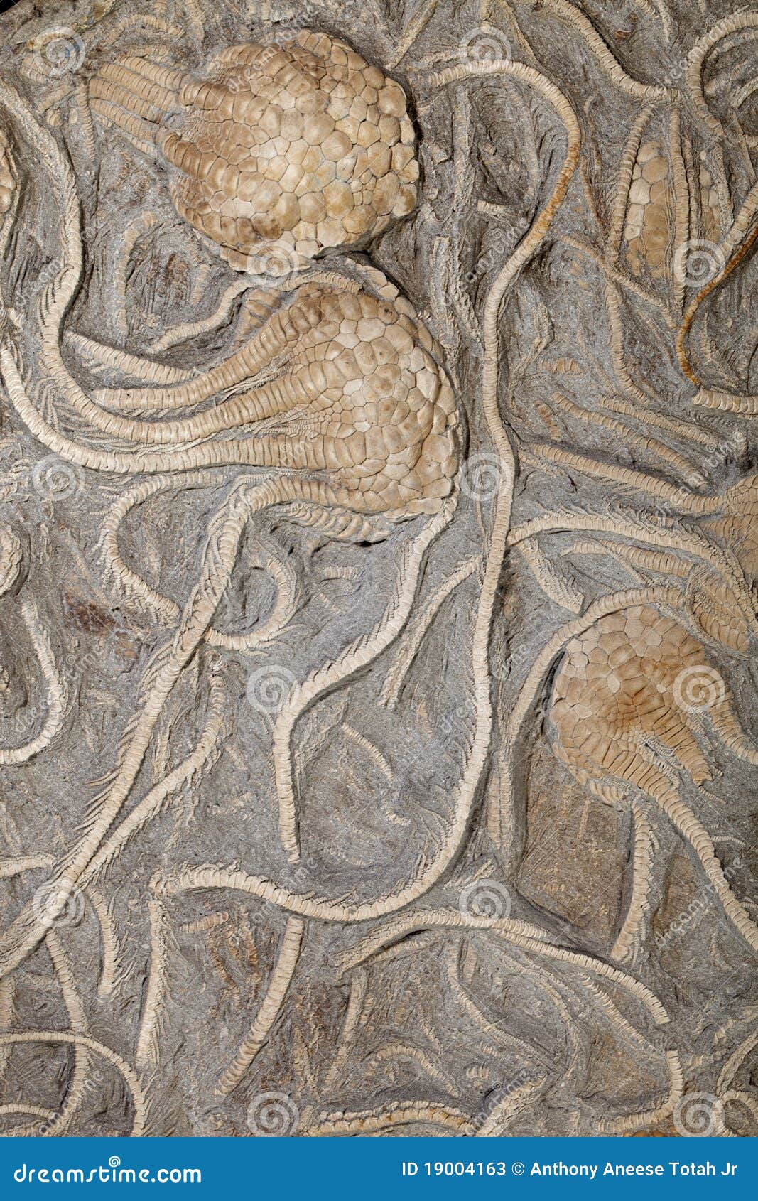 Crinoid Fossile (socialis D'Uintacrinus) Photo stock éditorial - Image ...