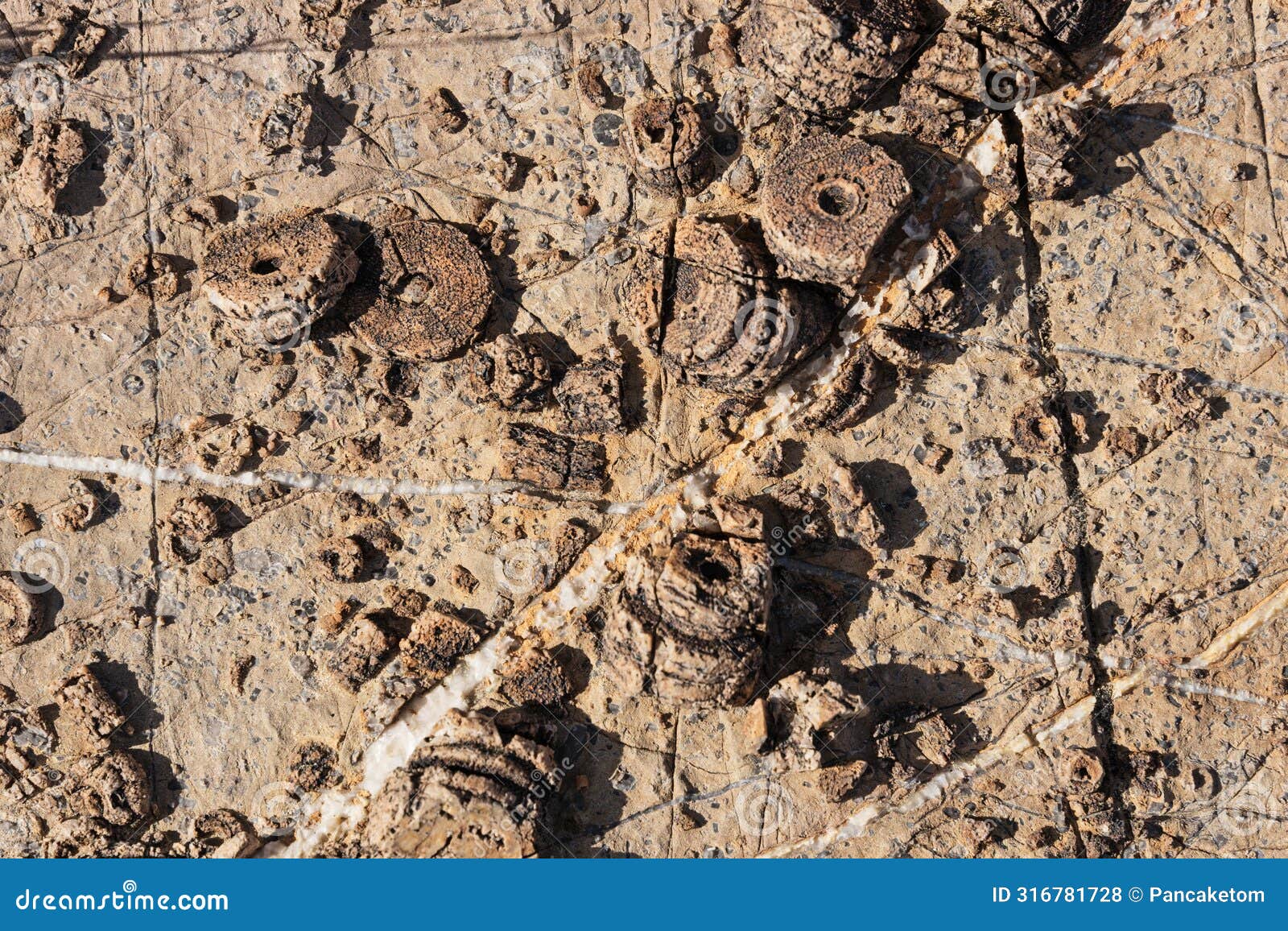 Crinoid Fossils In Carboniferous Period, Isolated On White Background ...