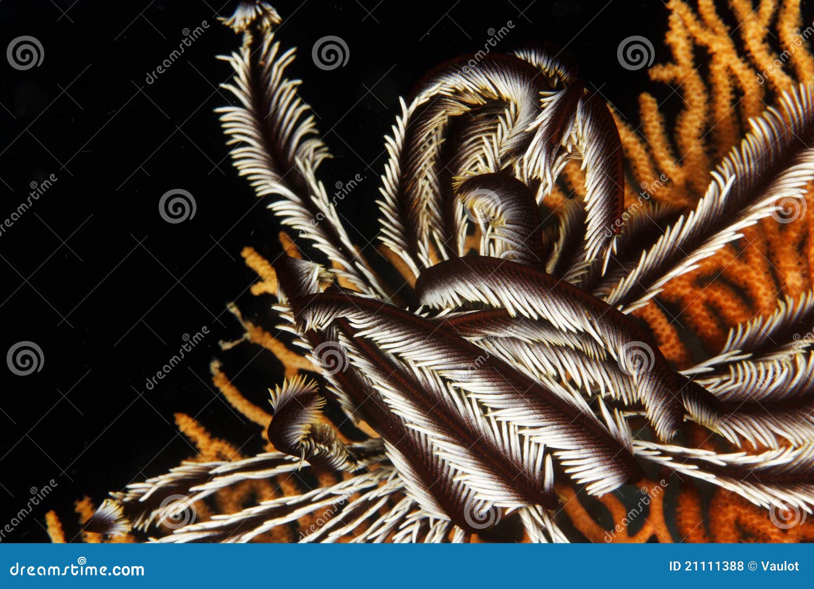 Crinoid on Red Gorgonian - Macro Detail Stock Photo - Image of ocean ...